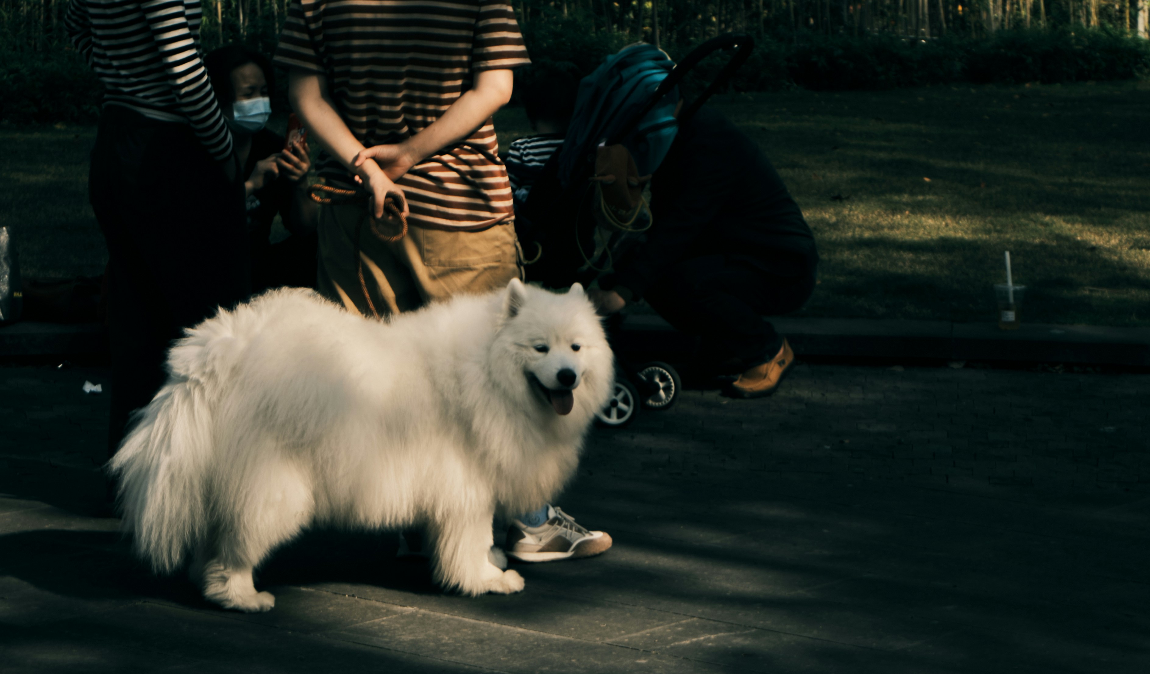 Fluffy white Samoyed standing amidst a lively park scene with people in casual attire. The dog's cheerful demeanor adds warmth to the atmosphere.