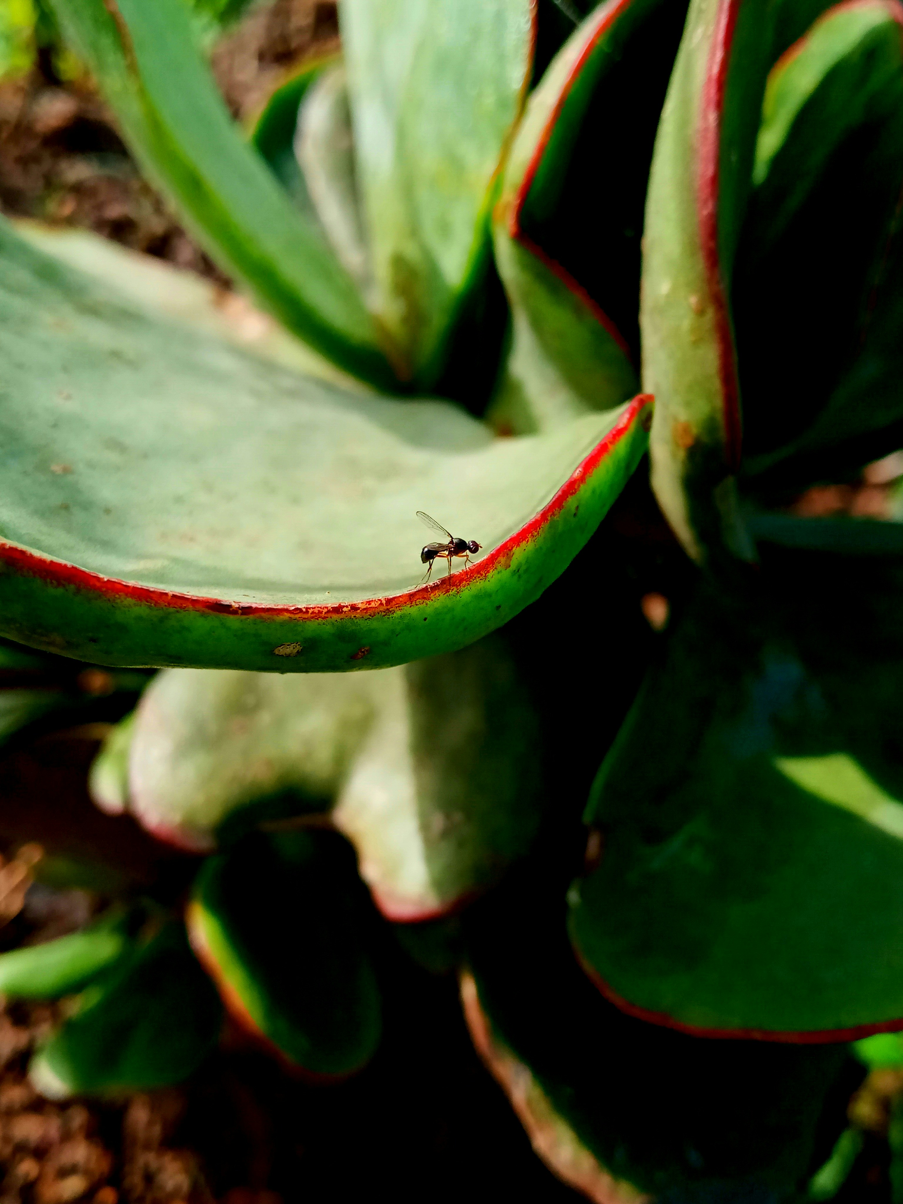 An ant carefully traverses the edge of a succulent leaf, showcasing the intricate details of its surroundings. The vibrant colors and textures highlight the beauty of nature's small creatures.