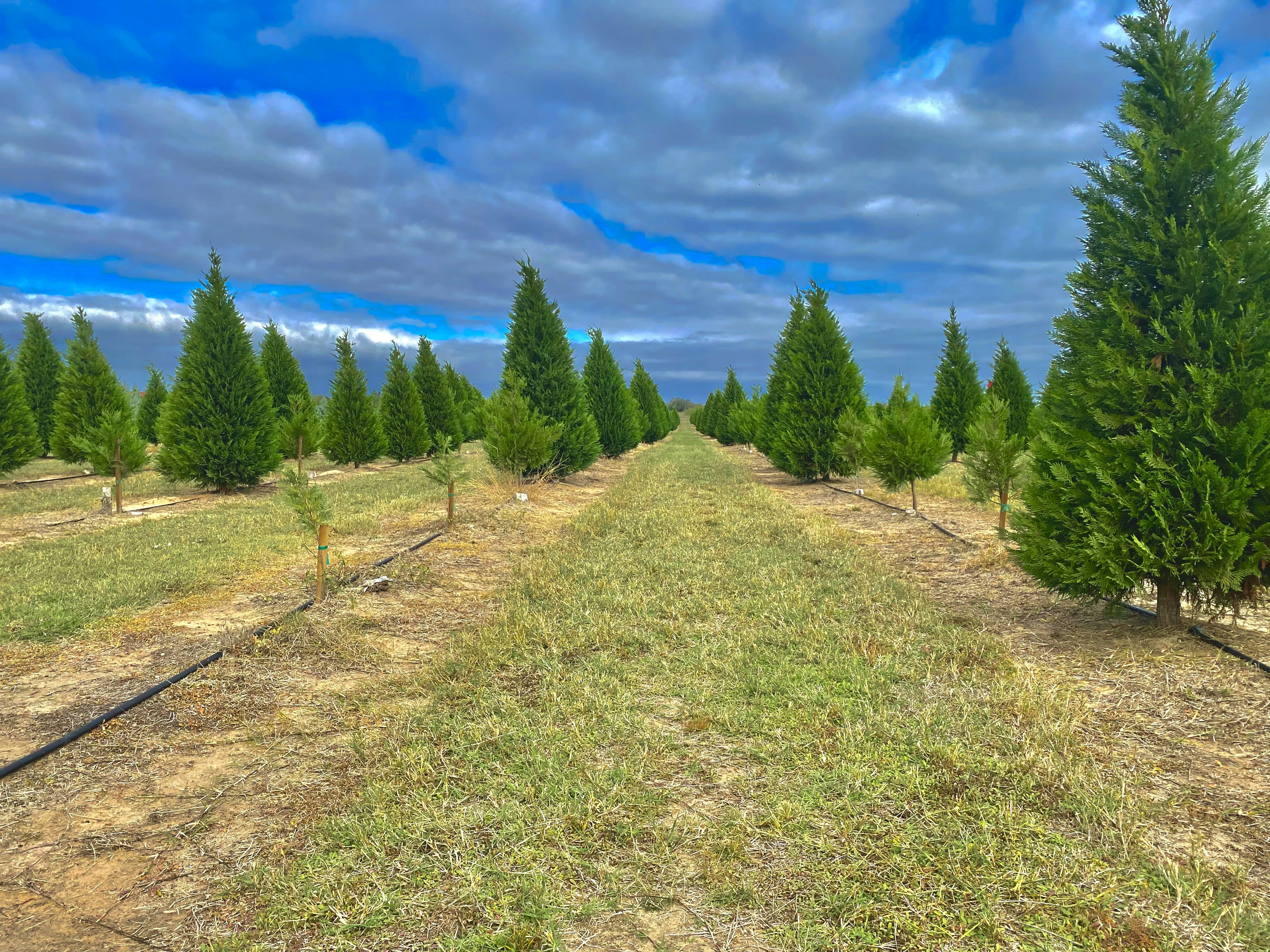 Row of Evergreen Sentinels: A Pathway Through the Orchard of Pines