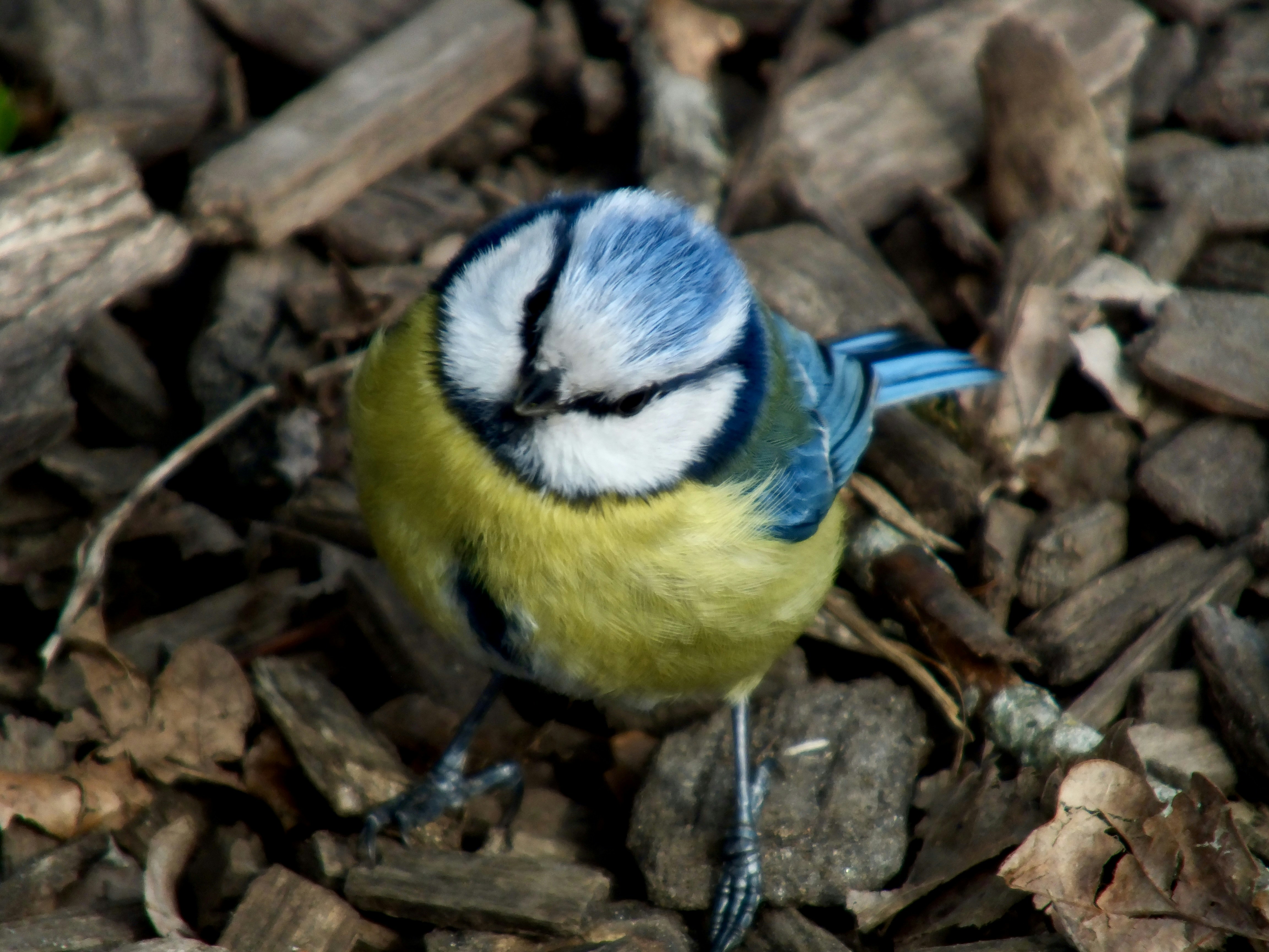 A blue tit perched among scattered wood chips, showcasing vibrant plumage and curious demeanor.