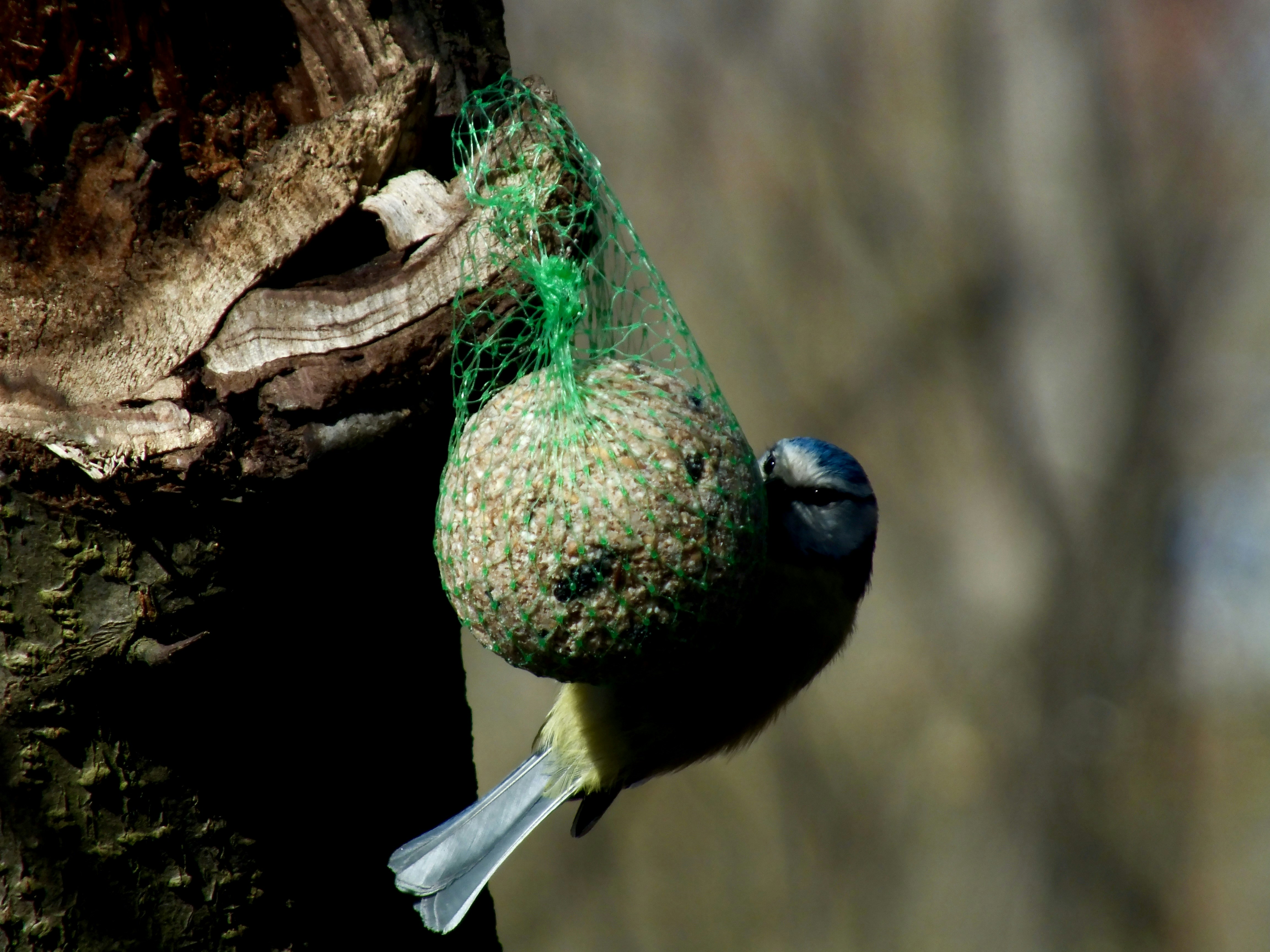 A blue tit clings to a hanging bird feeder filled with seeds, showcasing its vibrant plumage against a blurred natural backdrop.