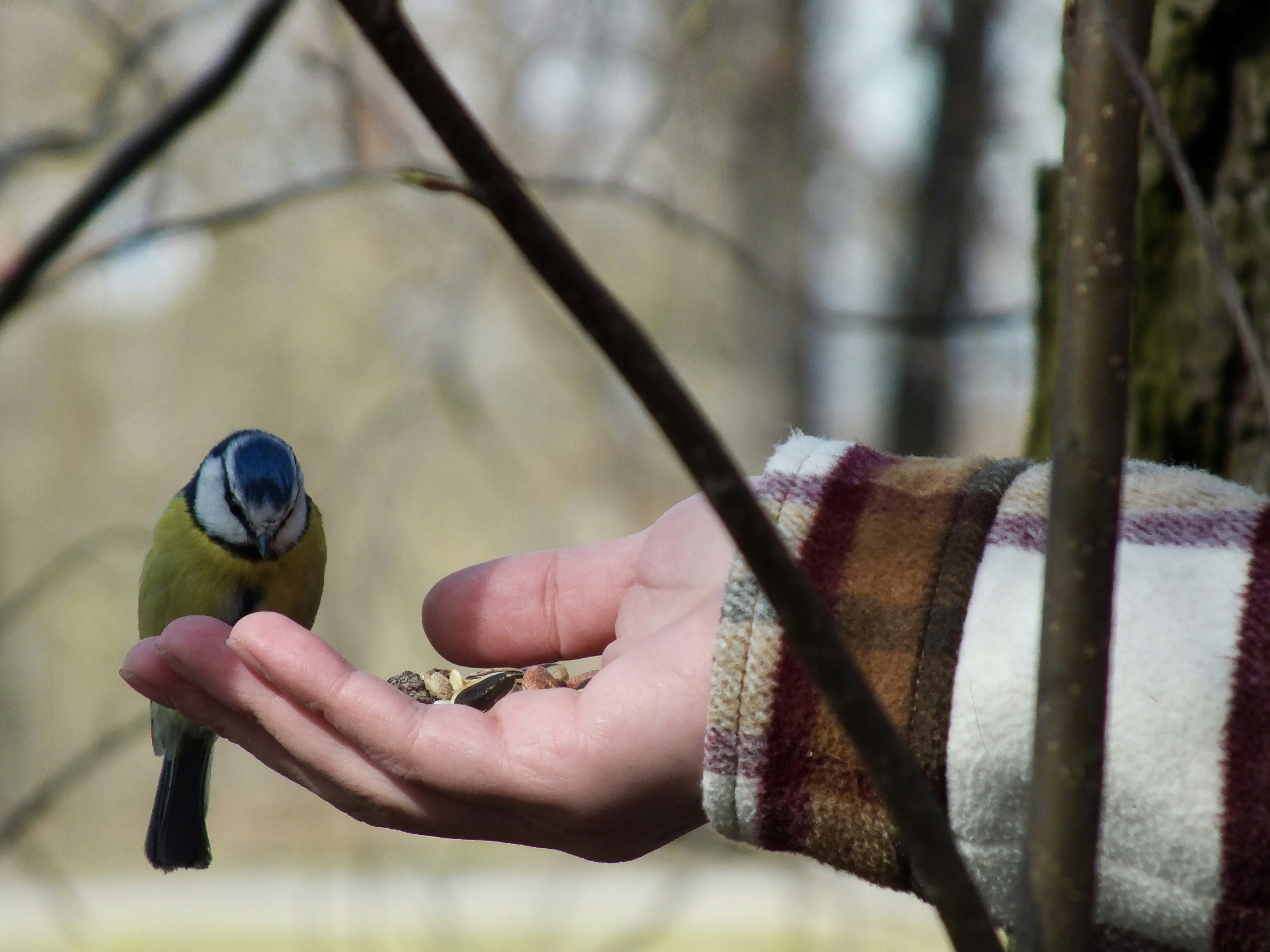 A blue tit perched on an open hand, reaching for seeds in a serene forest setting.
