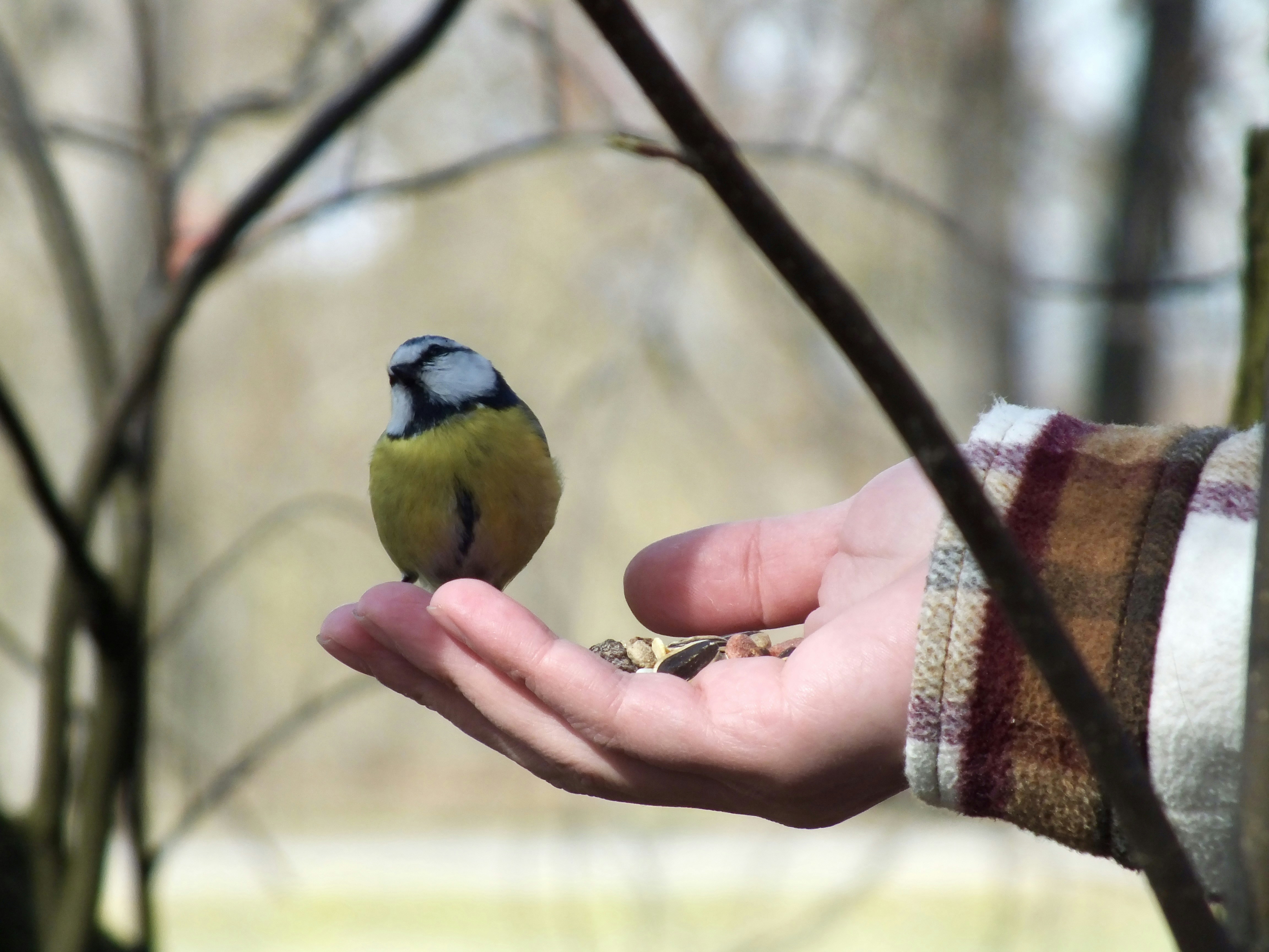 A small Great Tit perches on the open palm of a person in a plaid sleeve, with a blurred forest backdrop.