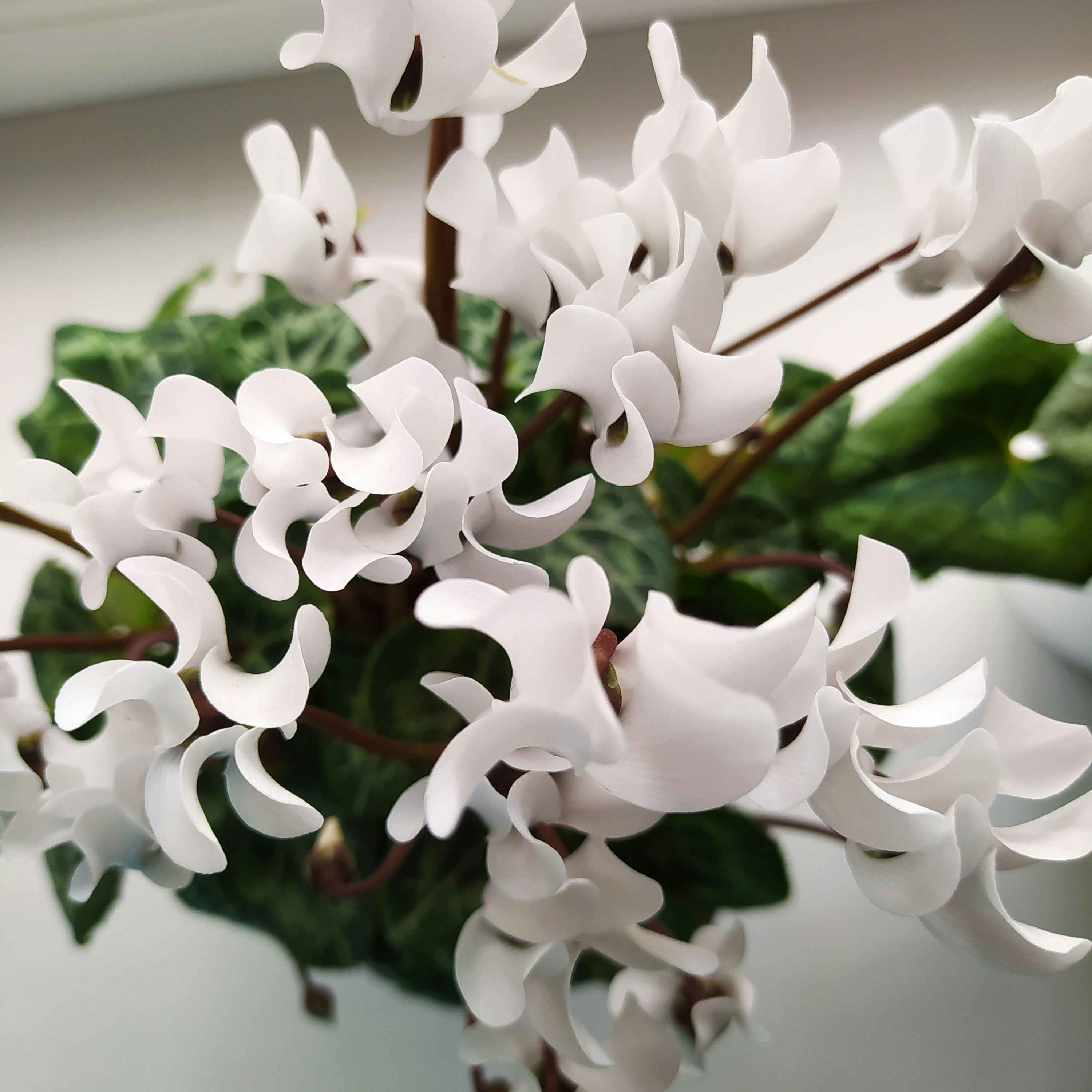 Macro photograph of white curled blossoms with green leaves in soft indoor light.
