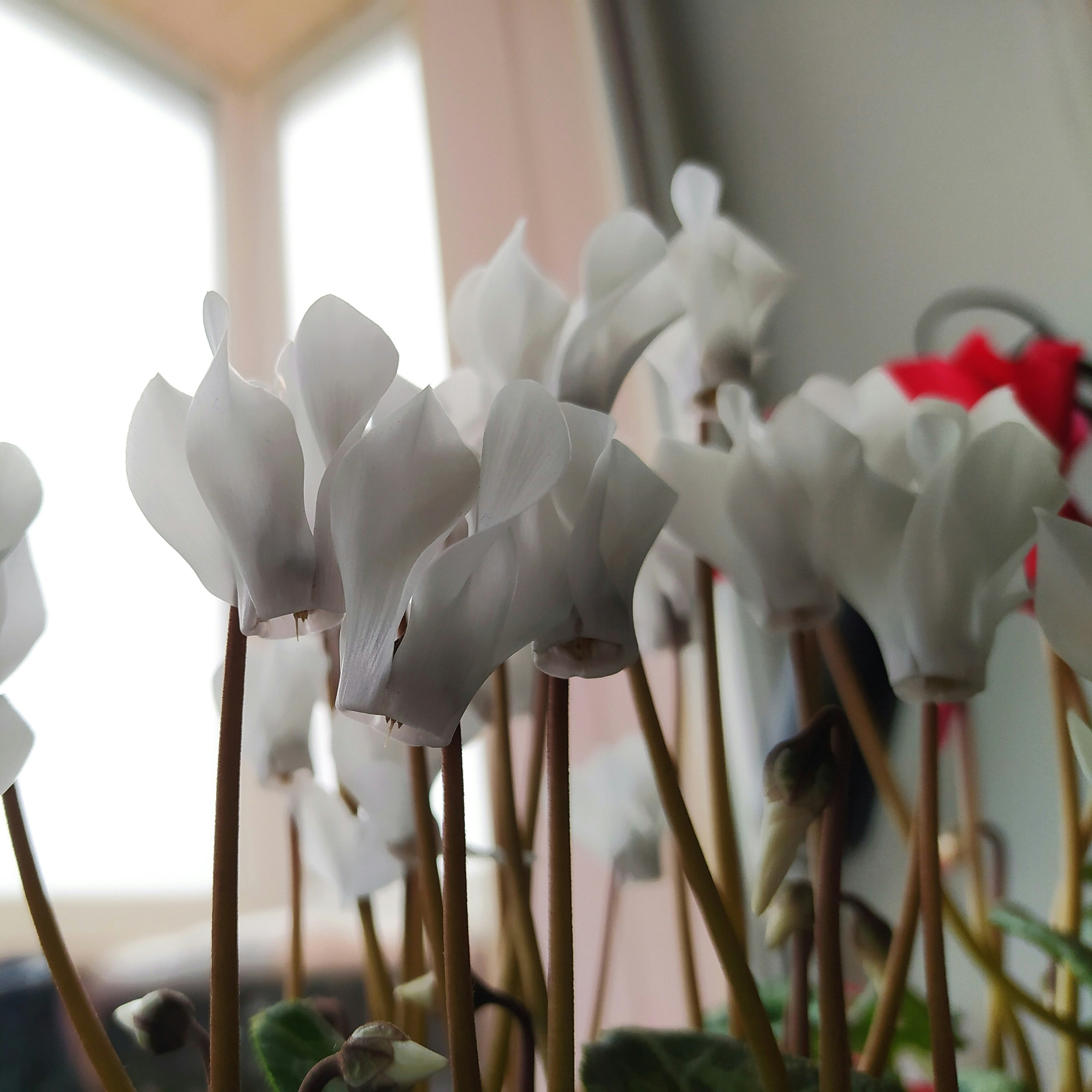White cyclamen blooms indoors near a sunlit window, with a soft background blur that emphasizes the foreground flowers.