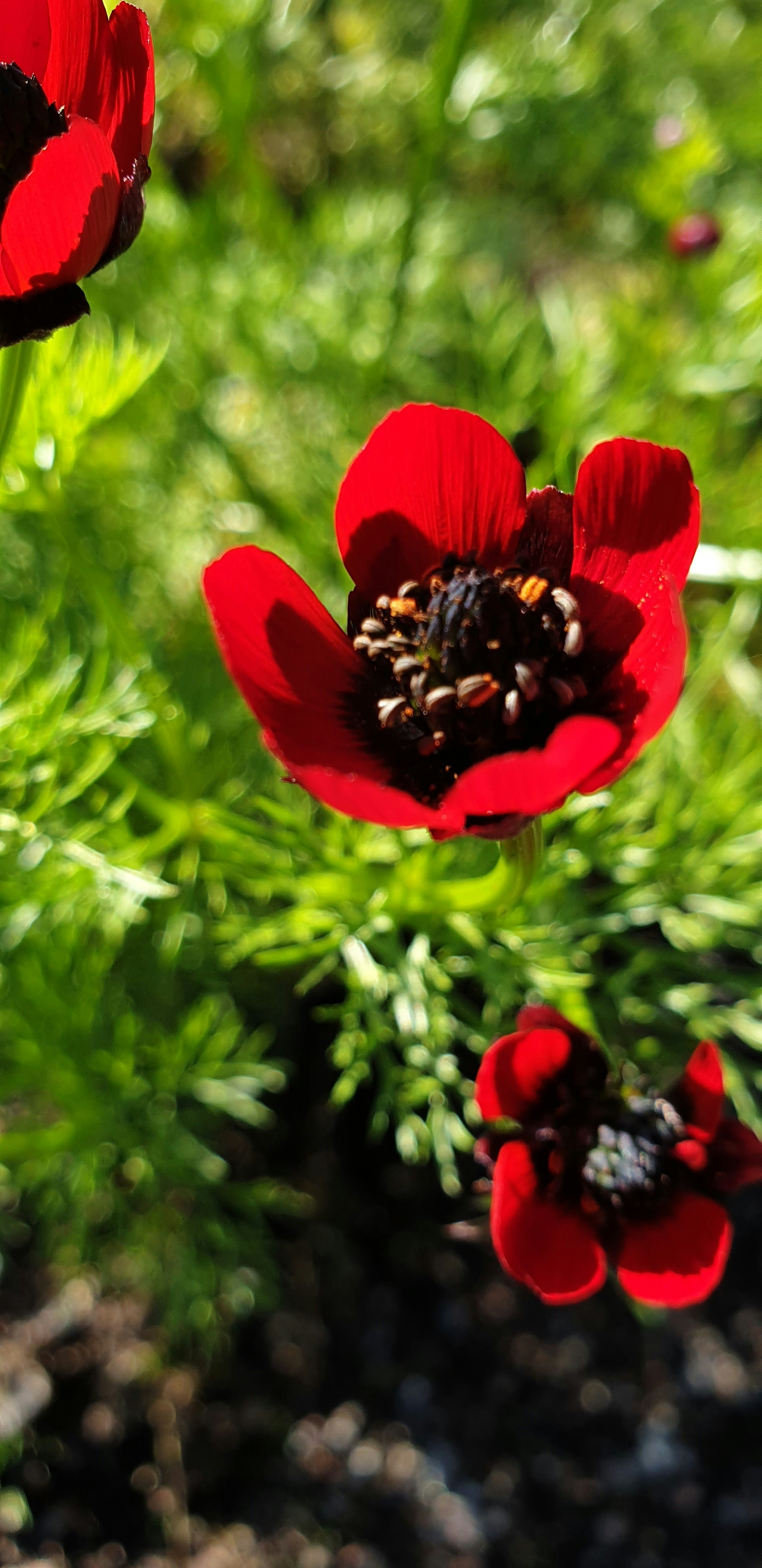 Crimson Poppy Portrait in a Sunlit Green Garden