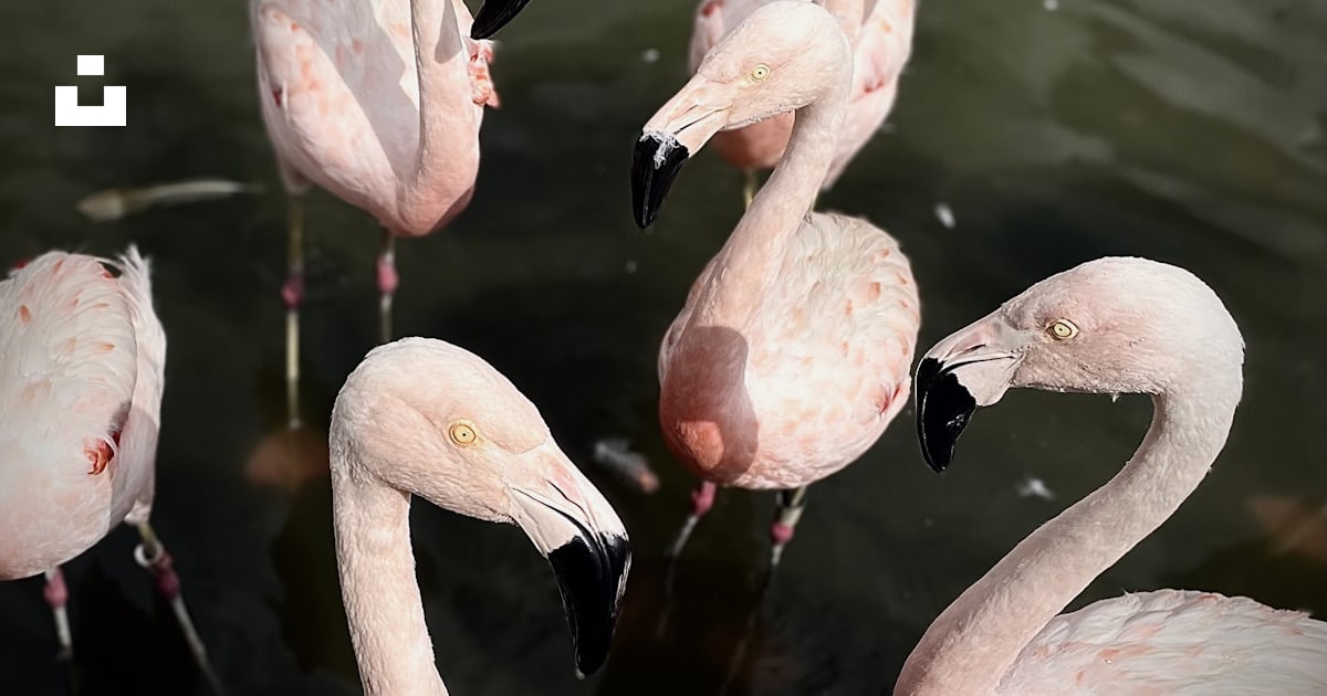 水中に立つピンクのフラミンゴのグループの写真 Unsplashの無料鳥写真