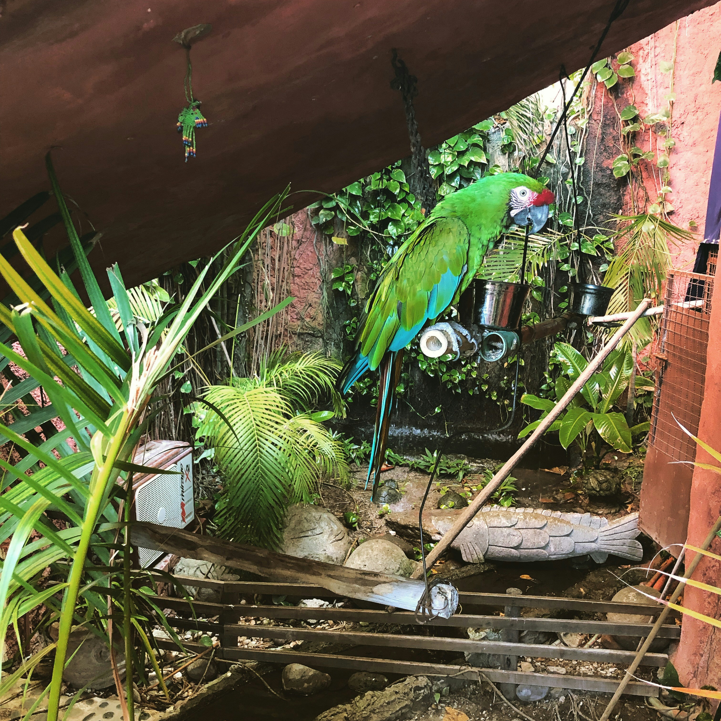 Vibrant macaw perched amidst lush greenery in a tropical setting, surrounded by plants and rustic elements.