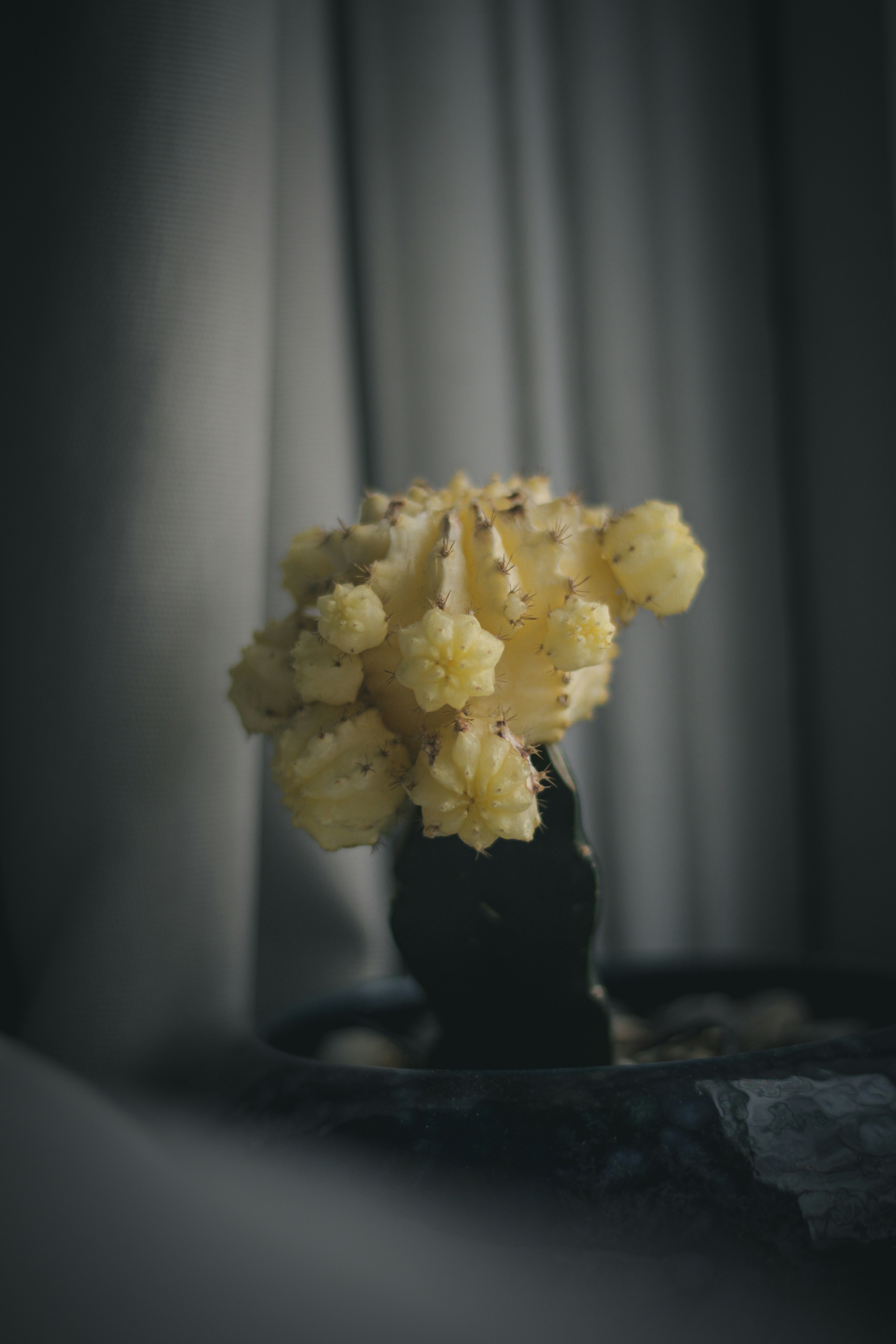 A yellow cactus with unique, spiked formations stands against a backdrop of soft, flowing fabric. The muted tones create a serene atmosphere.
