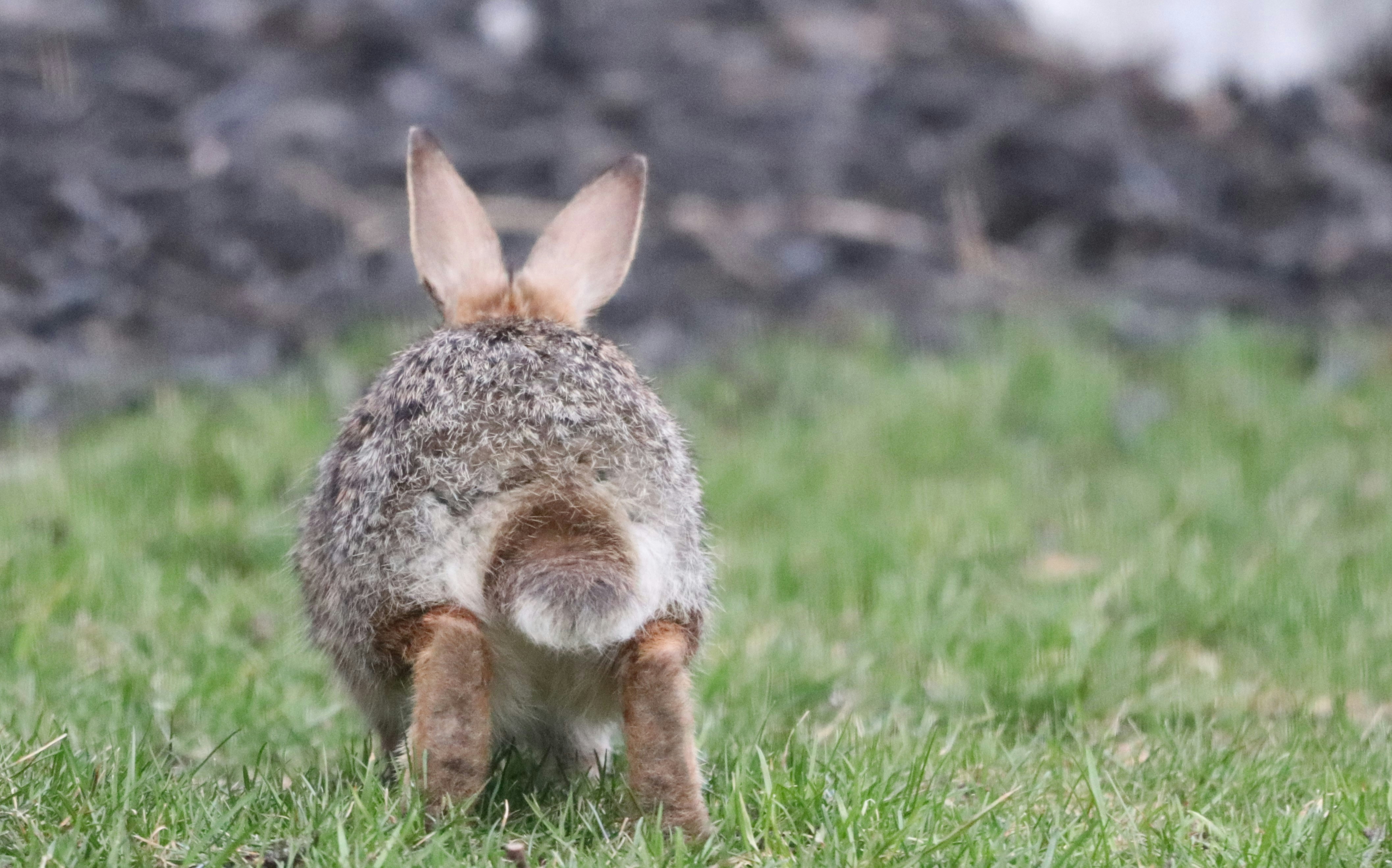 Un pequeño conejo está parado en la hierba foto – Imagen de ...