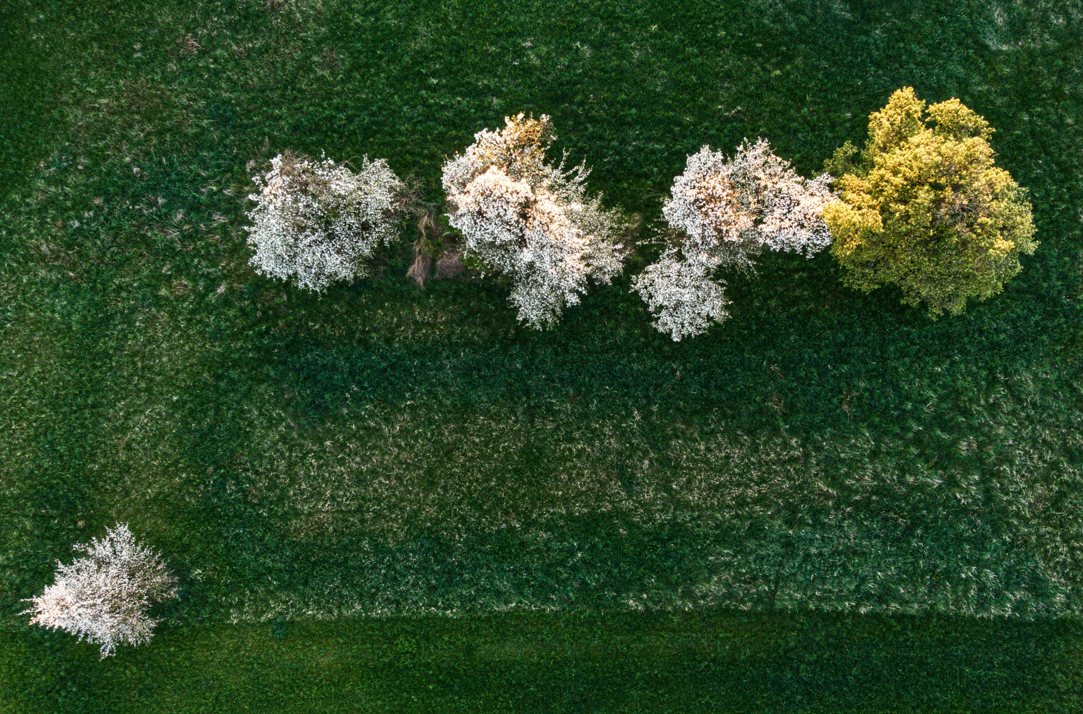Blossom Row Across a Velvet Green Field