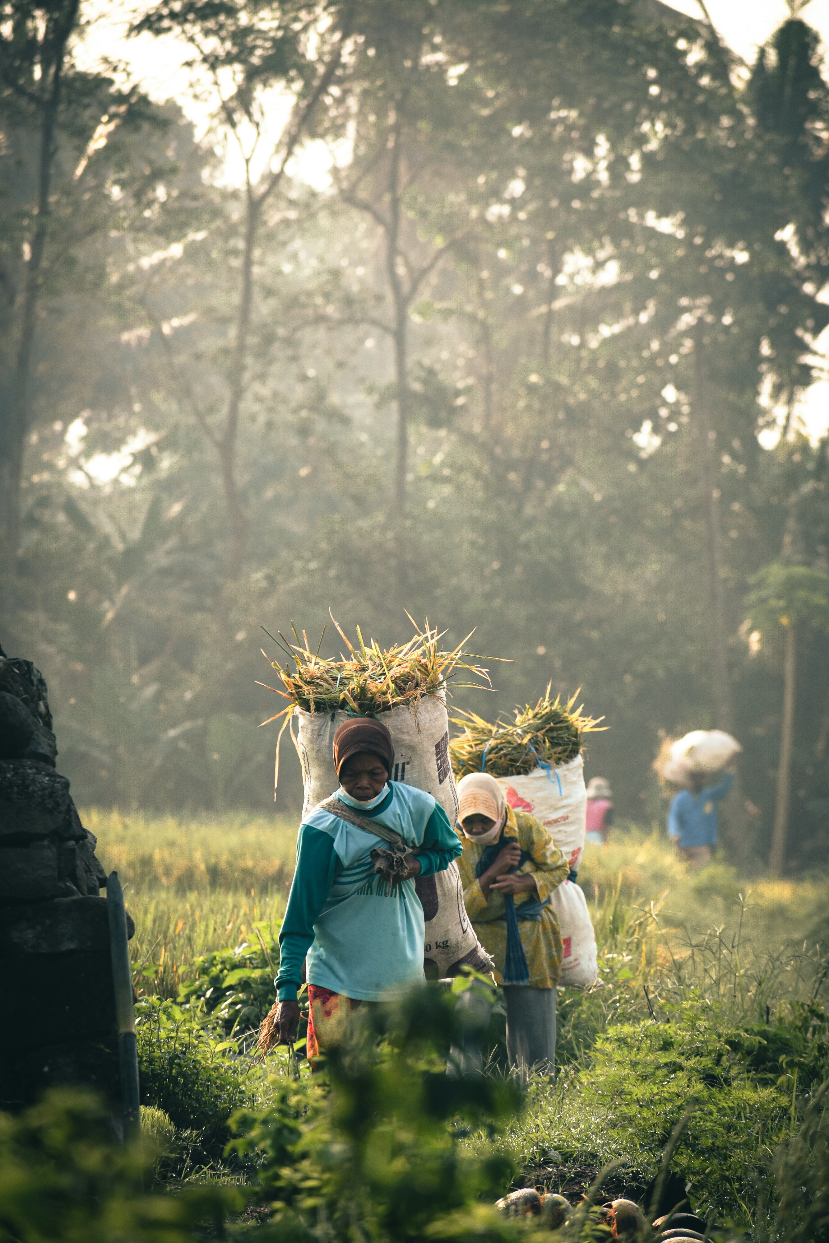 a group of people walking through a lush green forest