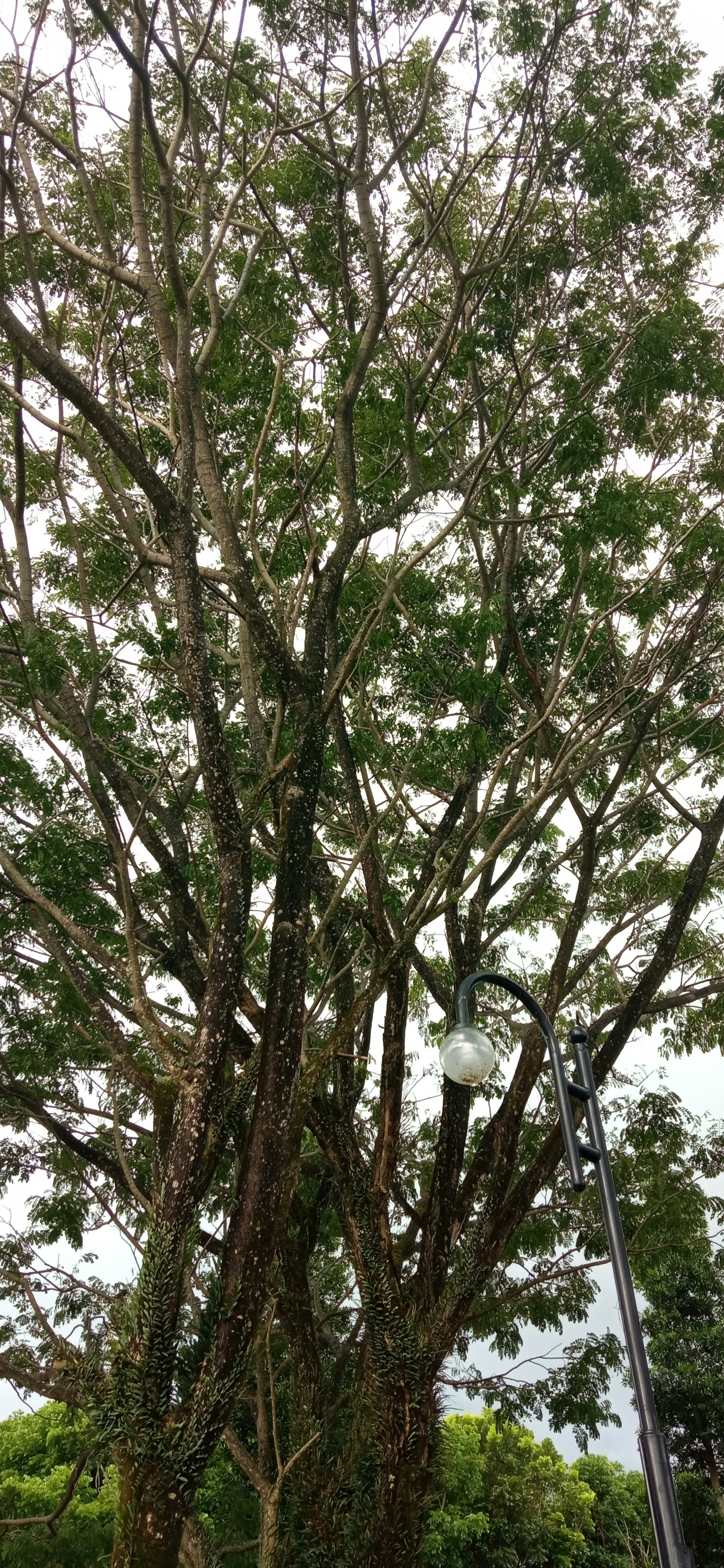 A tall tree with intricate branches and lush green leaves, accompanied by a street lamp, set against a cloudy sky.