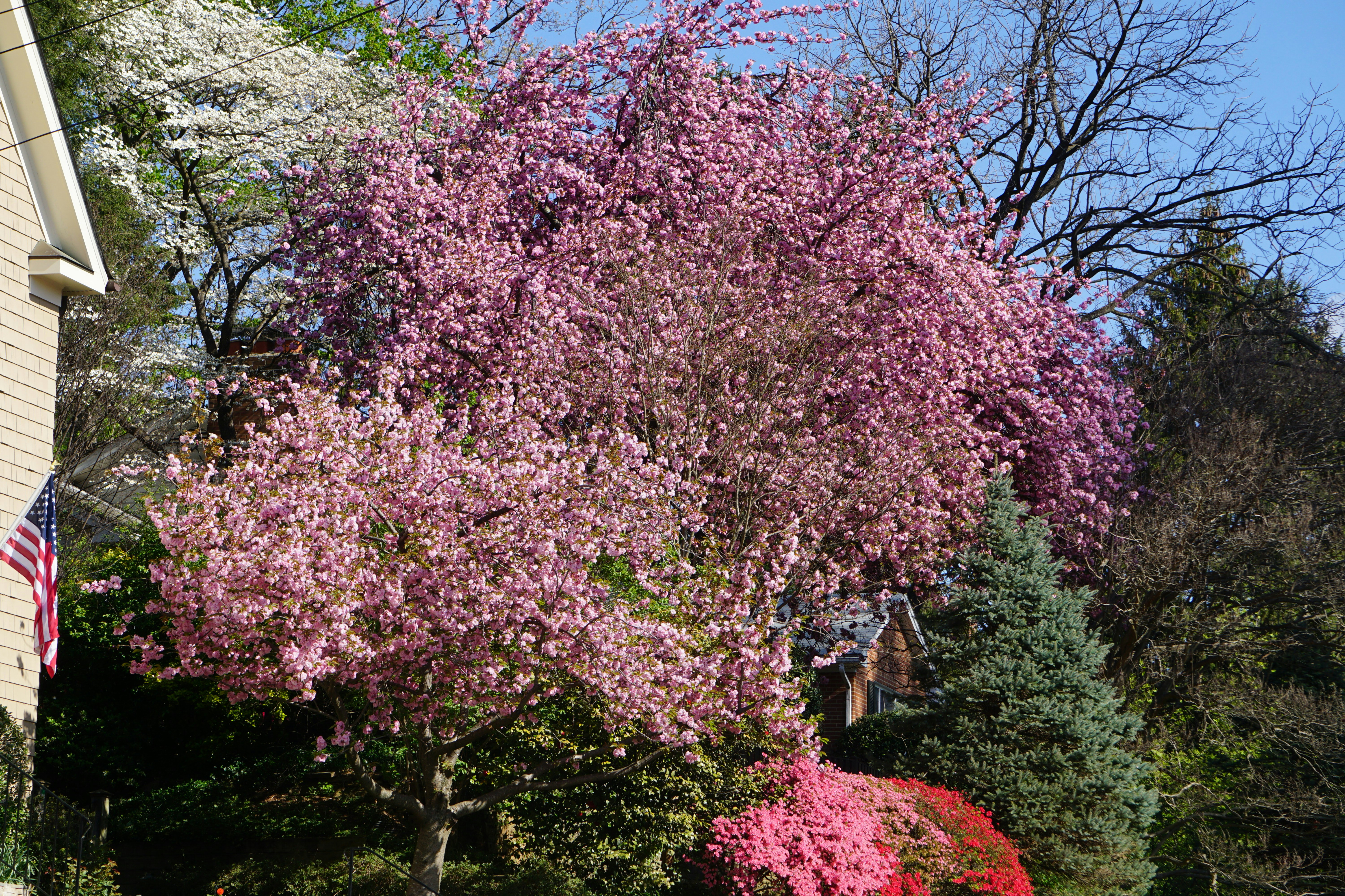Vibrant cherry blossom trees in full bloom, surrounded by lush greenery and colorful azaleas. The scene captures the essence of springtime renewal.