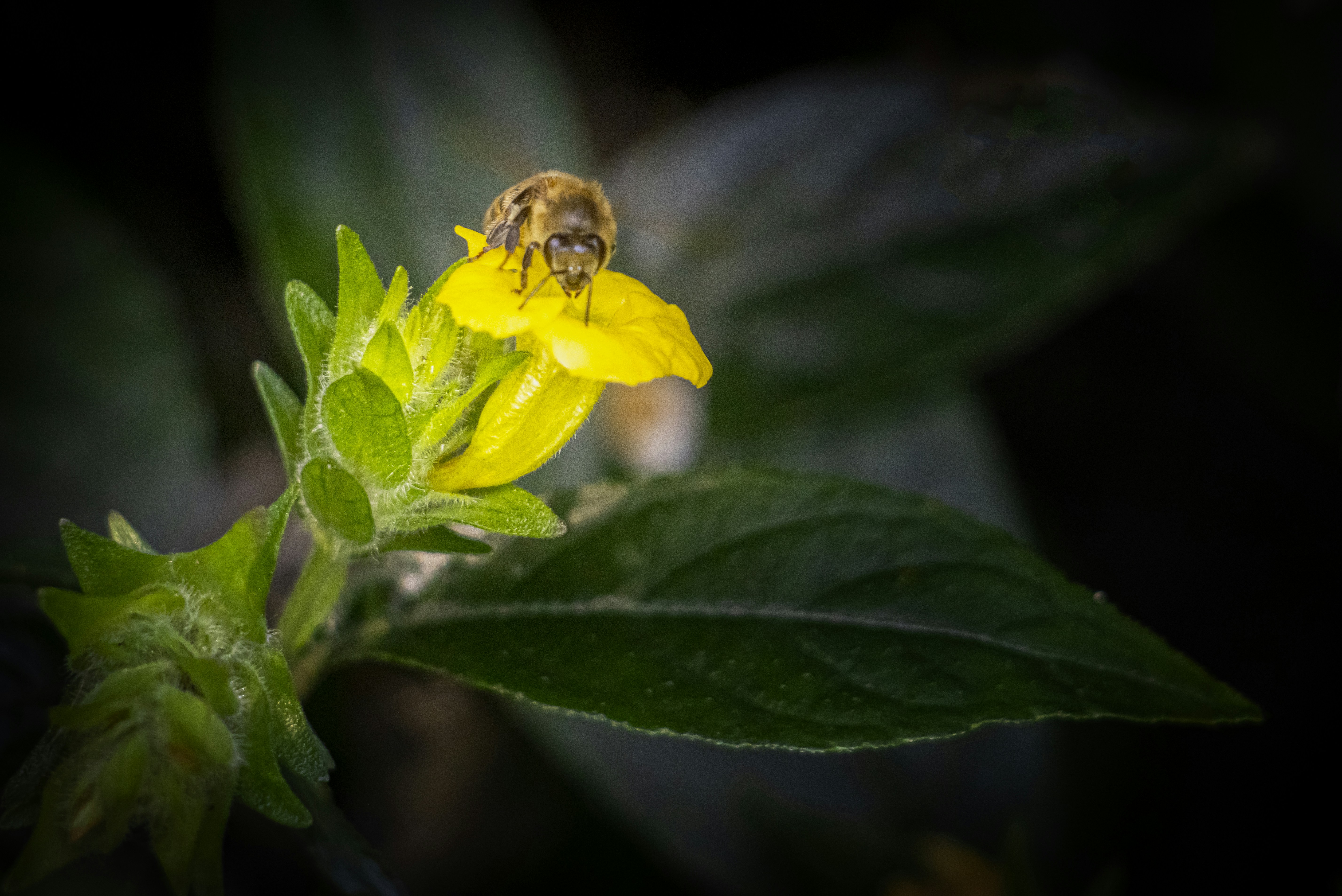 Honey Bee at Center Stage on a Bright Yellow Blossom