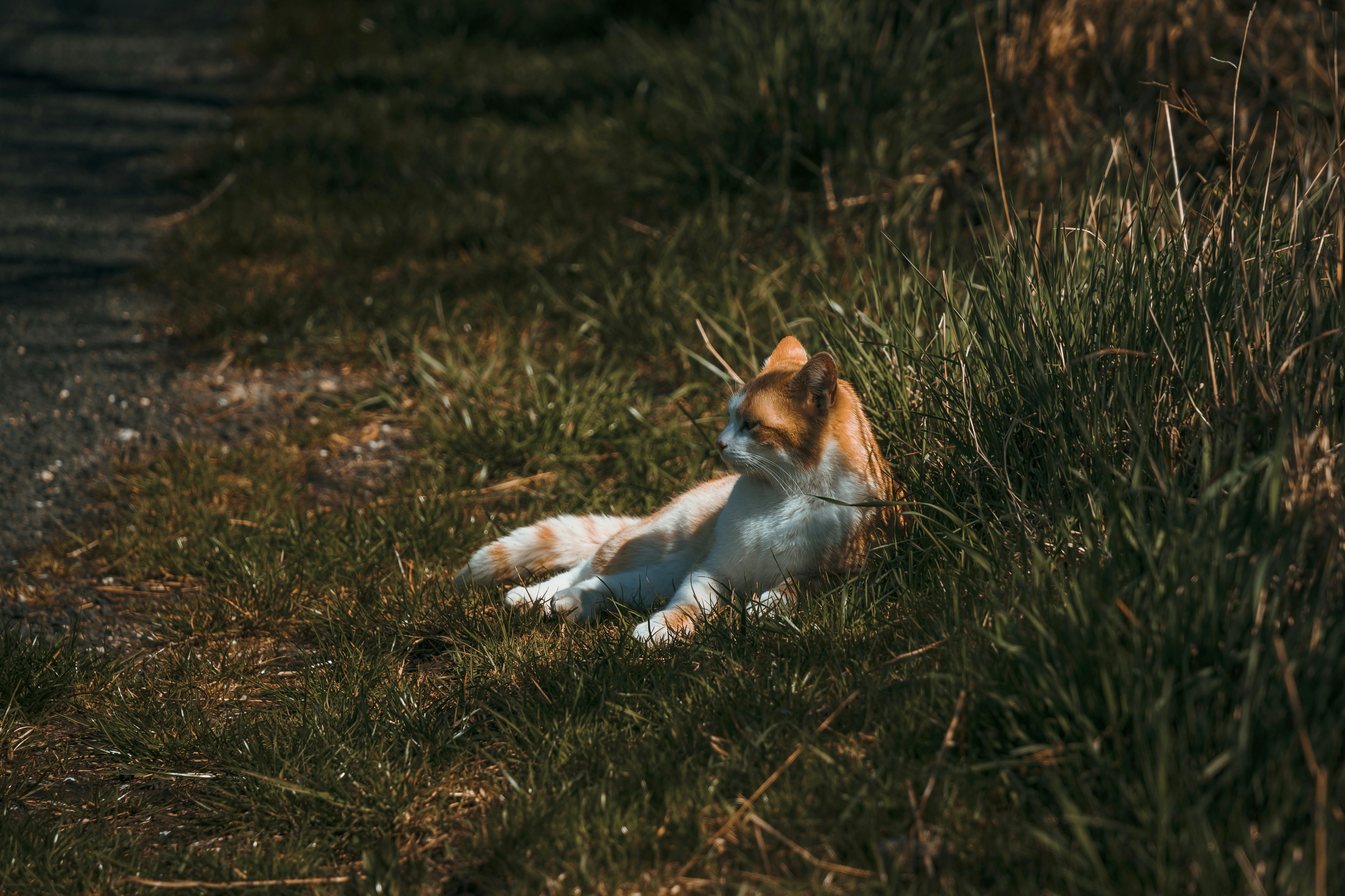 a small dog laying on its back in the grassMichael Pointner