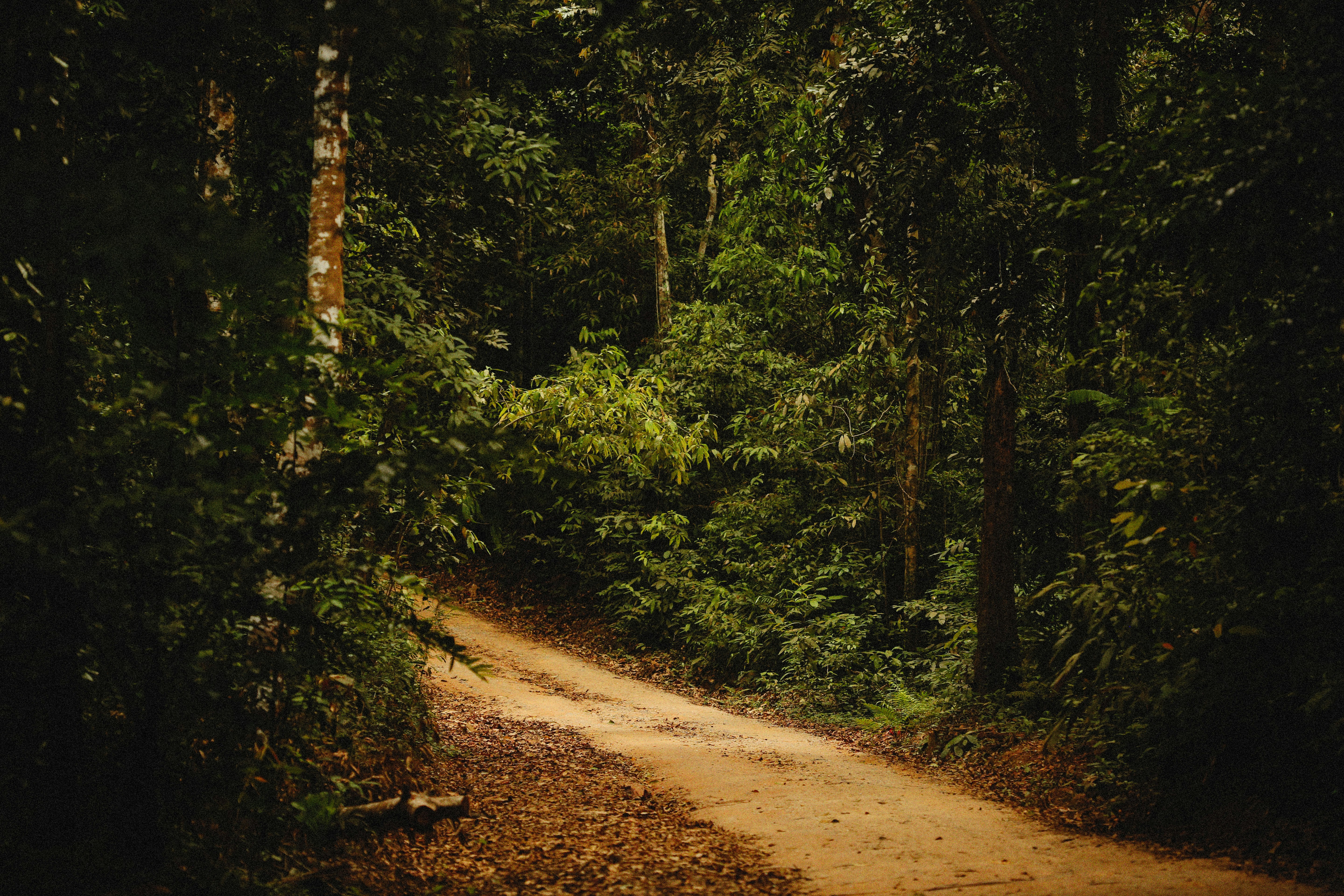 Un chemin de terre au milieu d’une forêt photo – Photo Chemin Gratuite ...