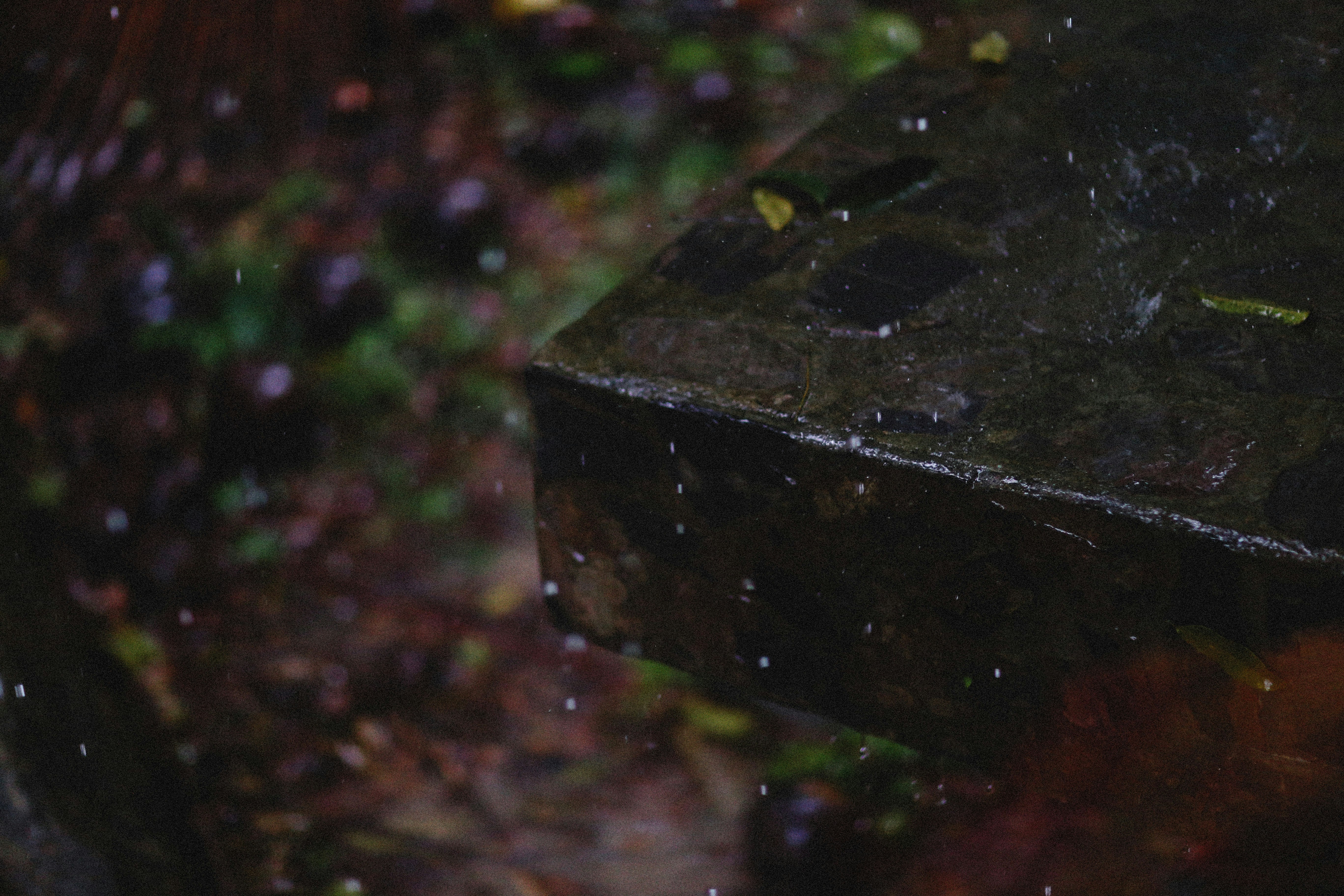 Rain-drenched concrete bench edge under a forest canopy