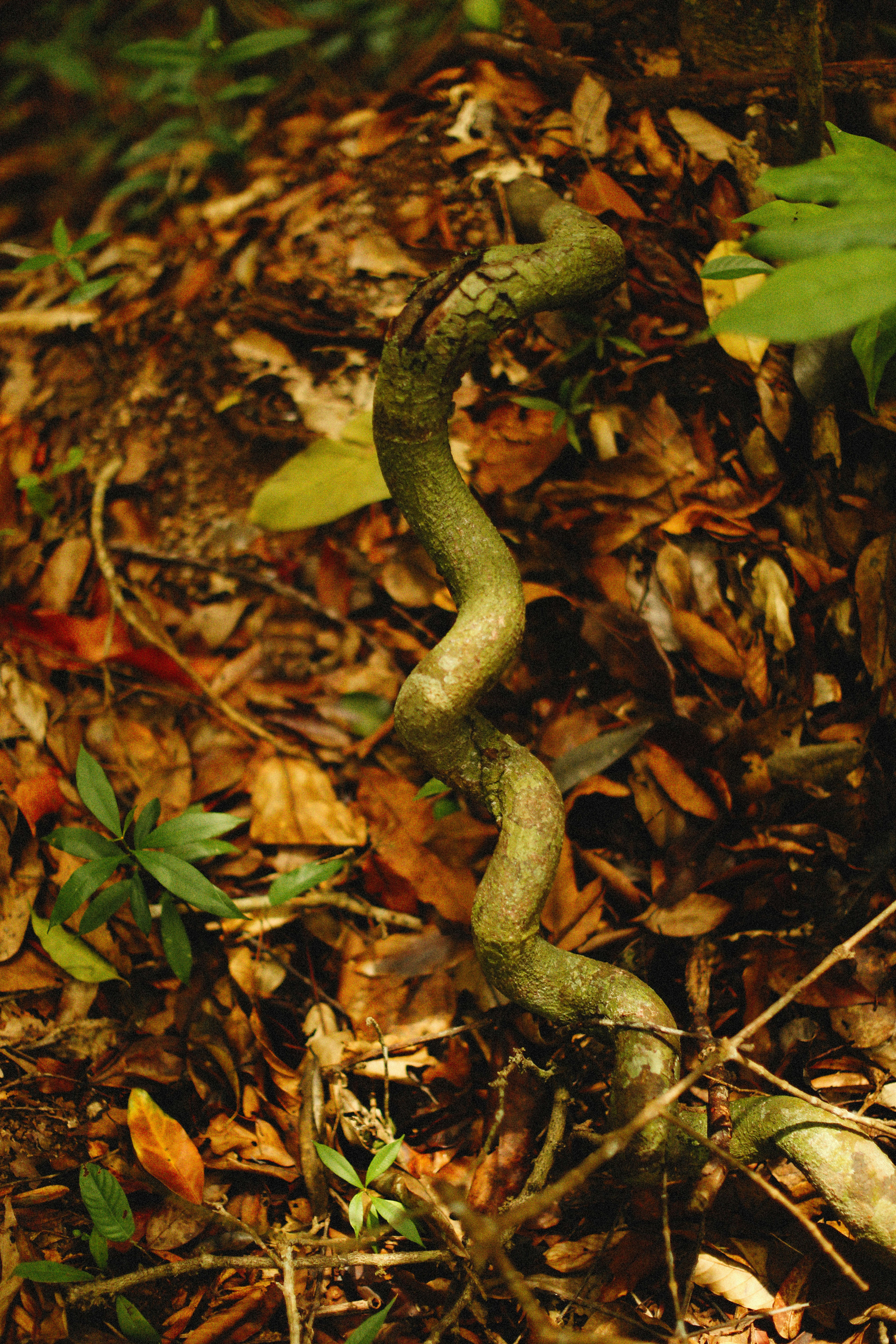 A serpentine vine winds through a bed of fallen leaves and foliage on a forest floor.