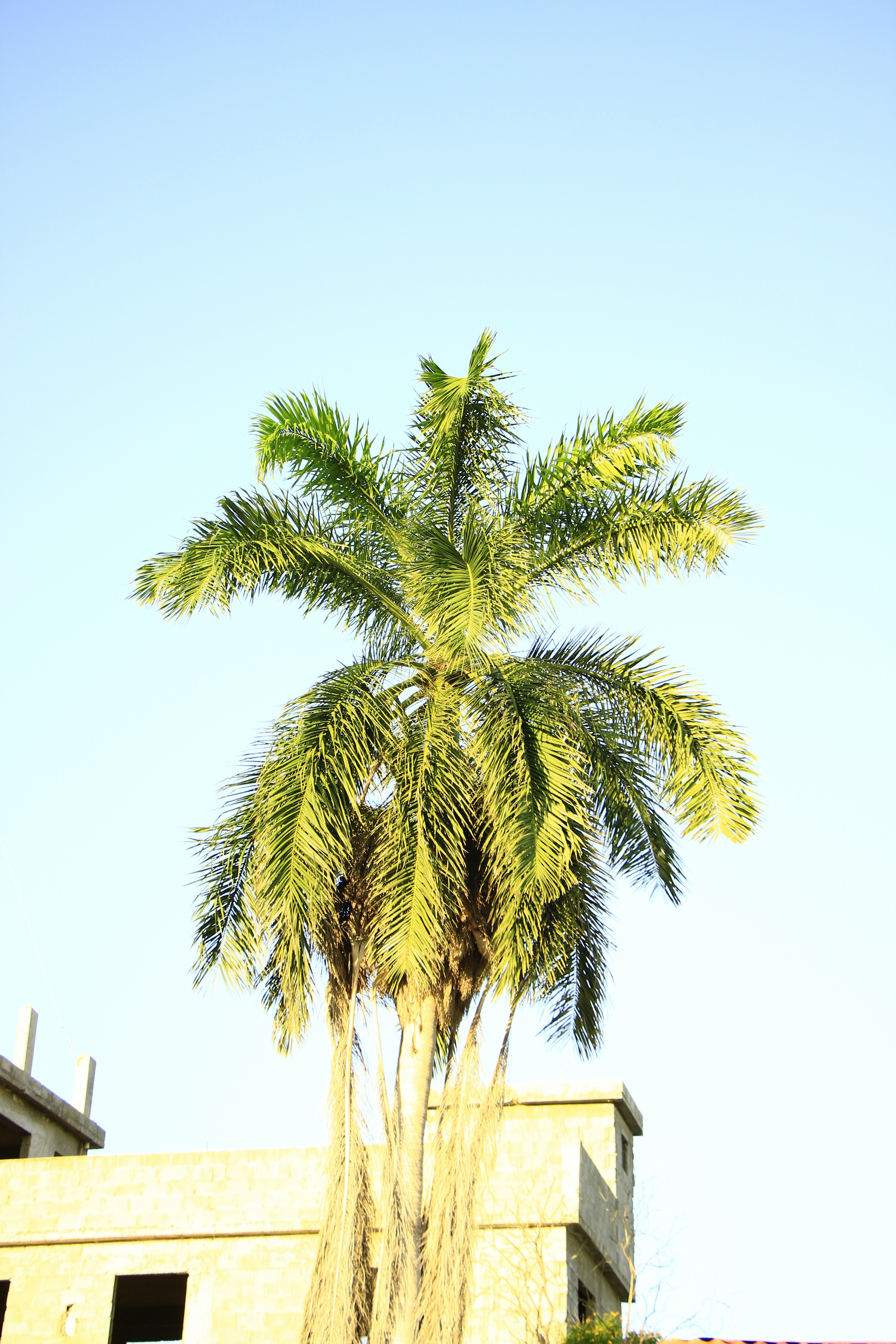 a tall palm tree in front of a building