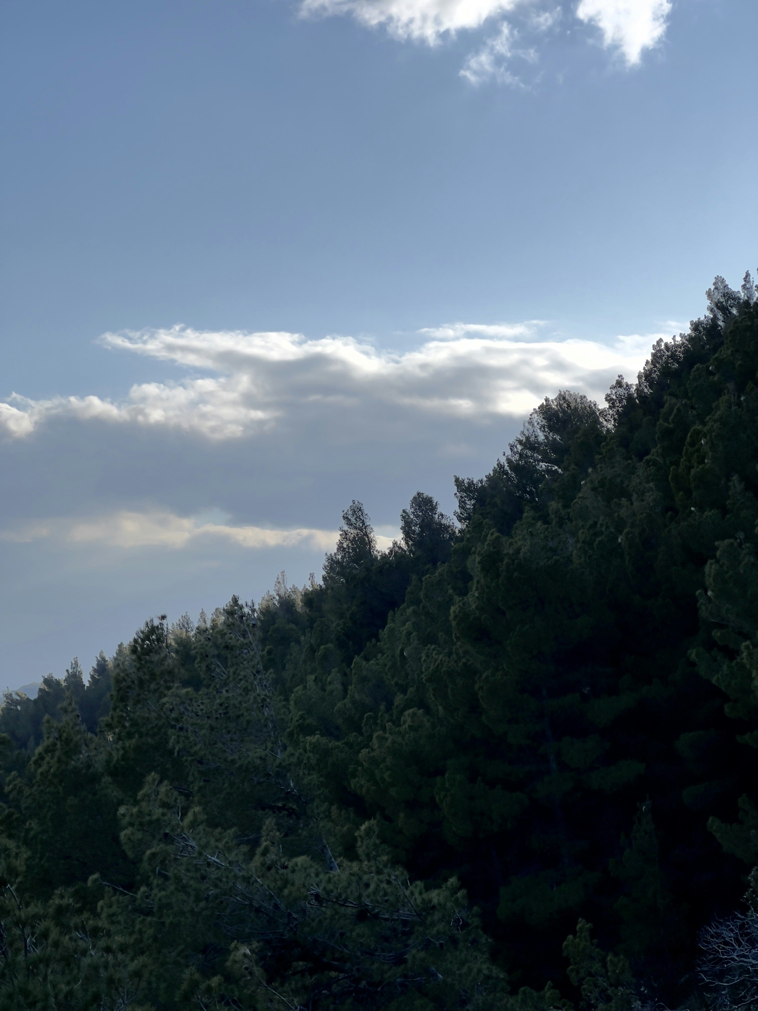 Lush pine forest silhouetted against a serene sky with scattered clouds.
