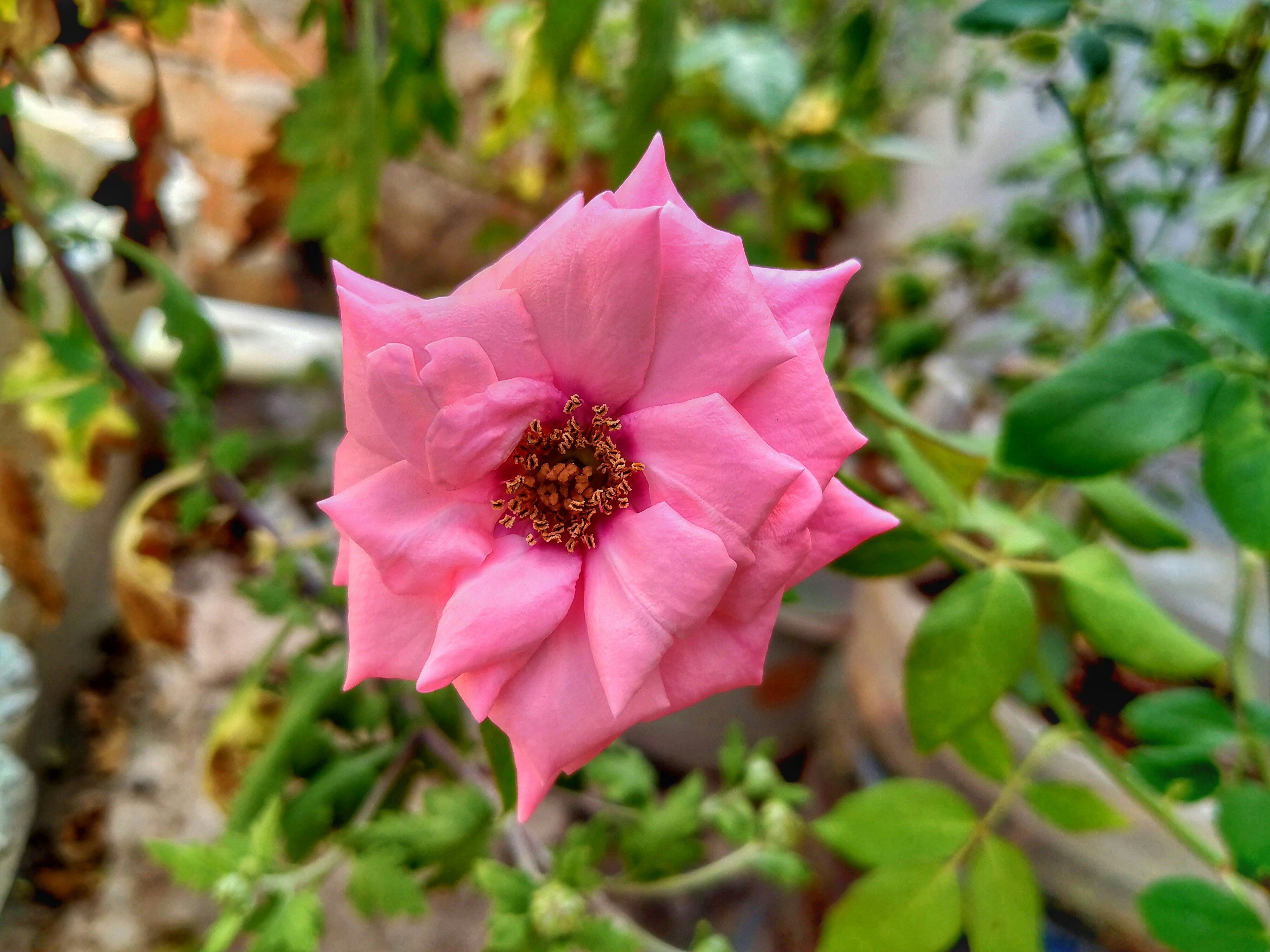 Pink Rose Spotlight: Delicate Bloom in a Soft Garden