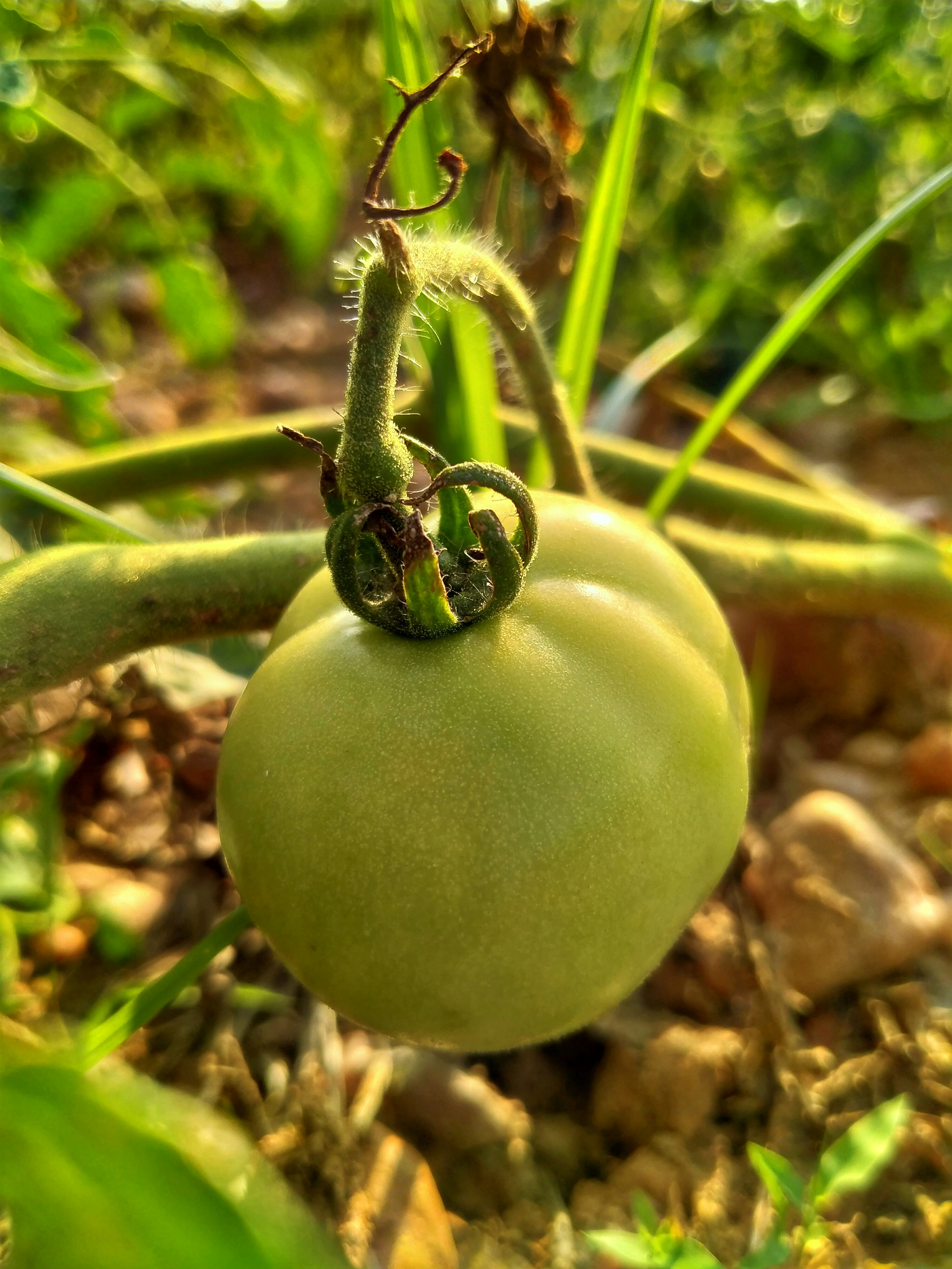 Close-up of a green tomato nestled among lush foliage, showcasing its developing form and connection to the vine.