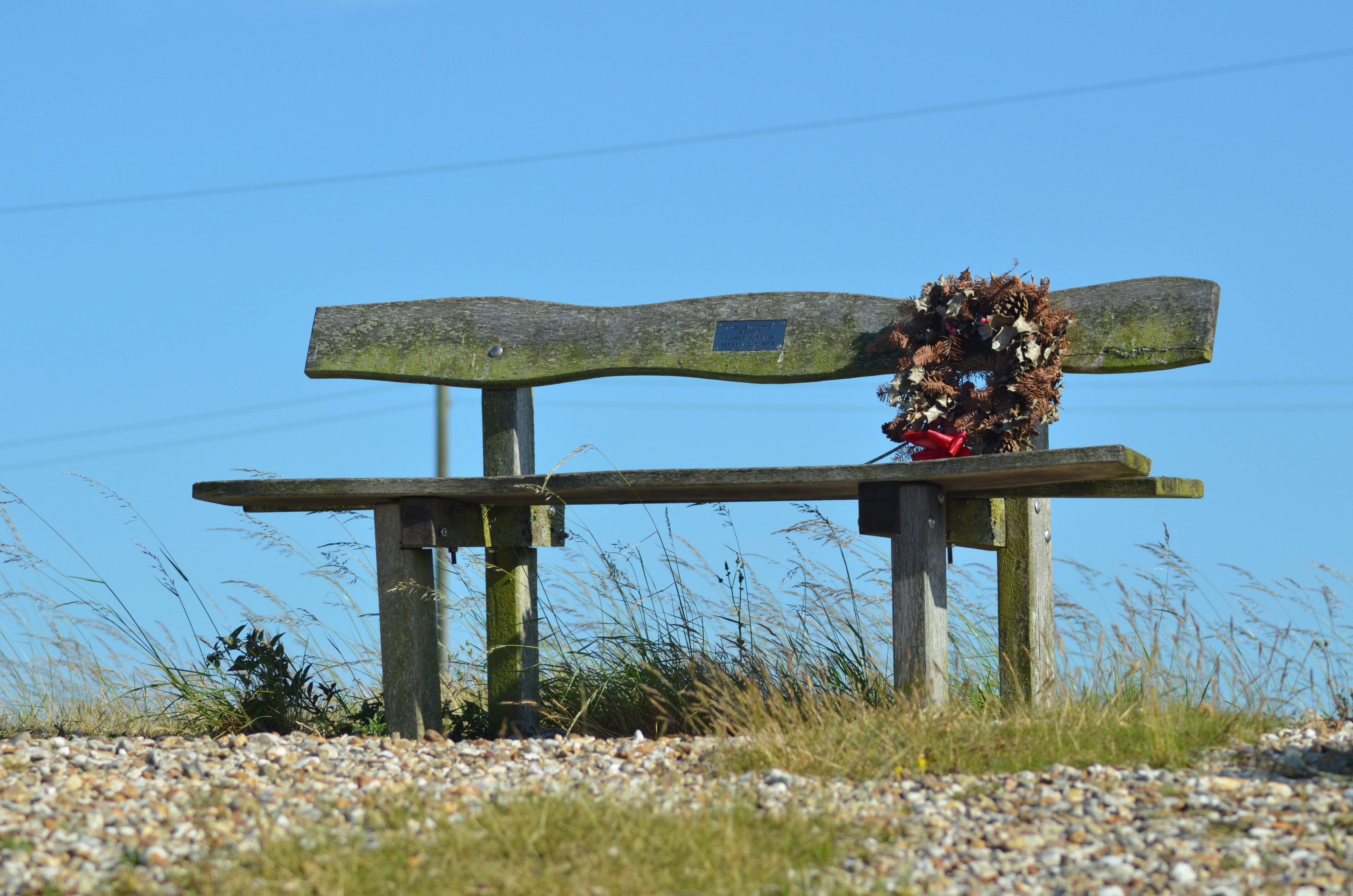 A Quiet Tribute: Nature's Embrace on a Weathered Bench