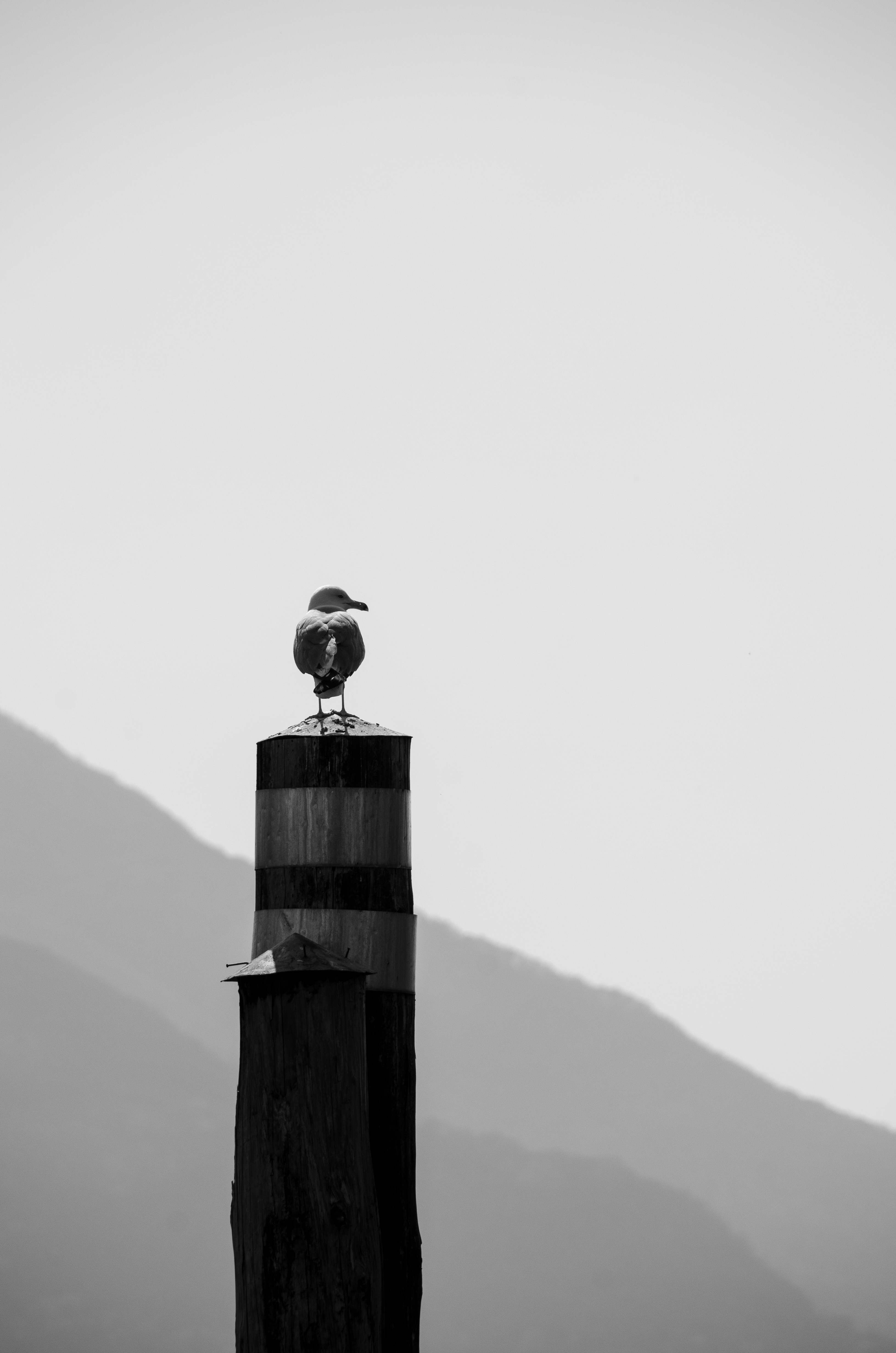 Gull sentinel on a striped post above a misty valley