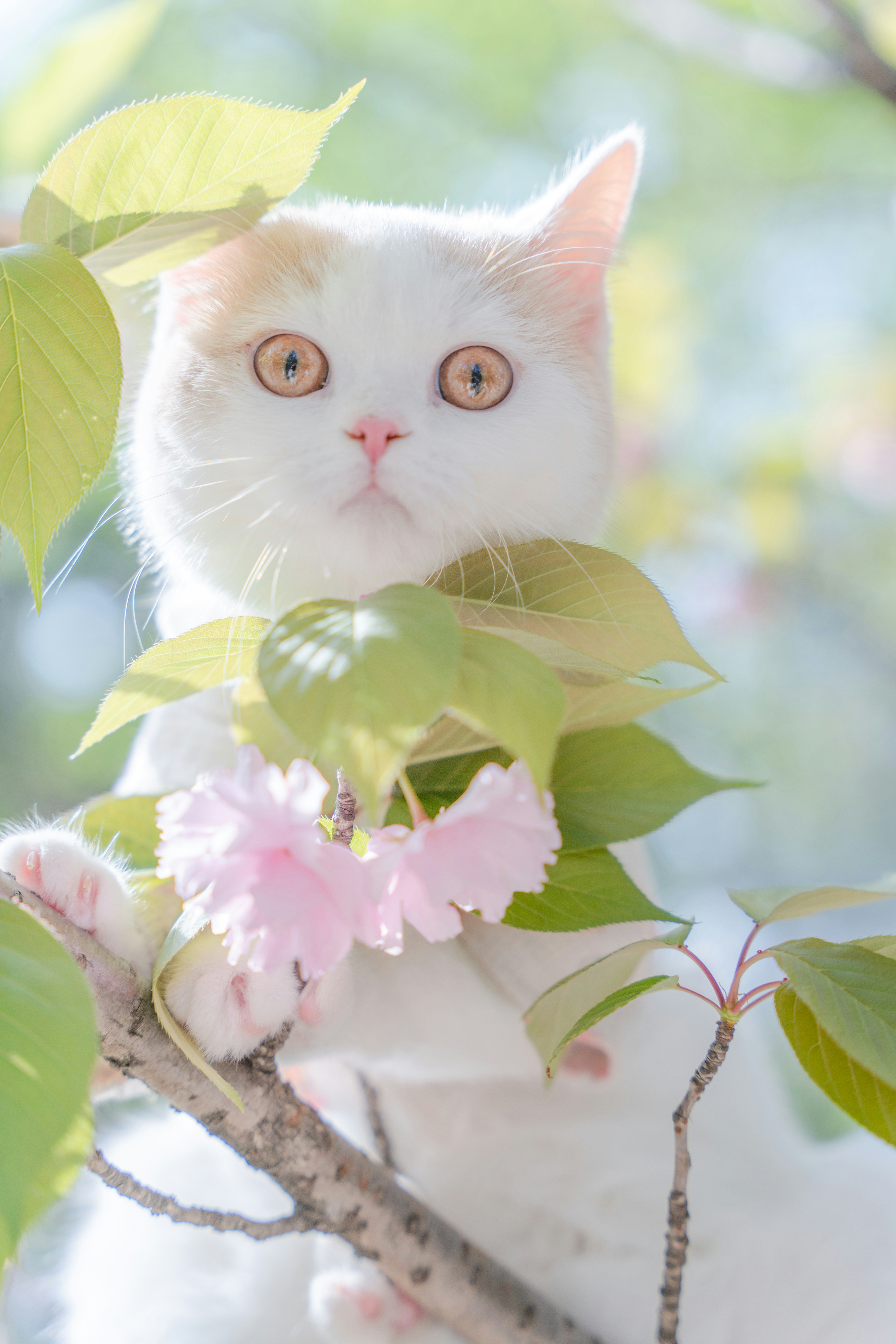 Snow-Soft Gaze: White Kitten in a Spring Blossom Moment