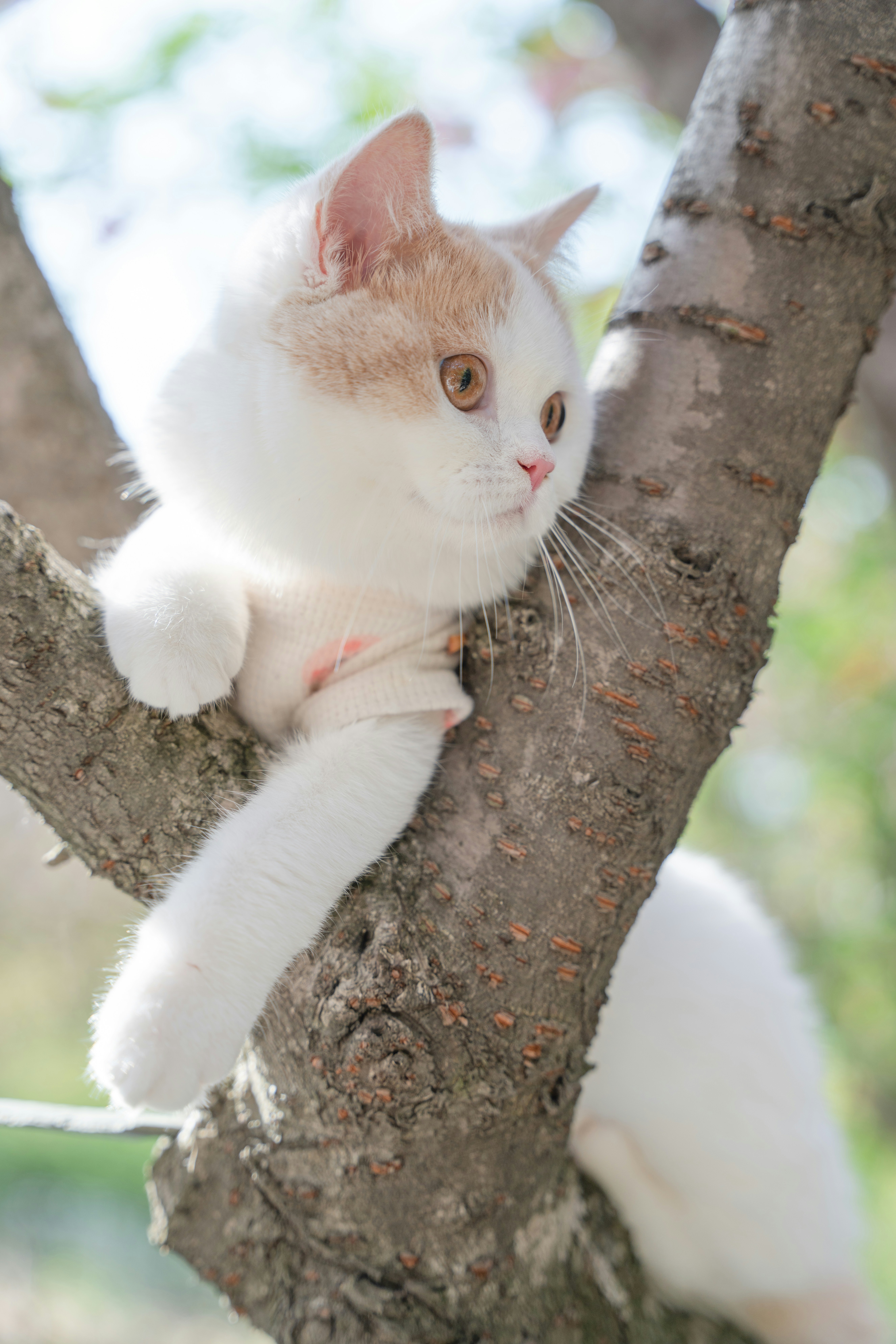 a white and orange cat sitting on top of a tree branch