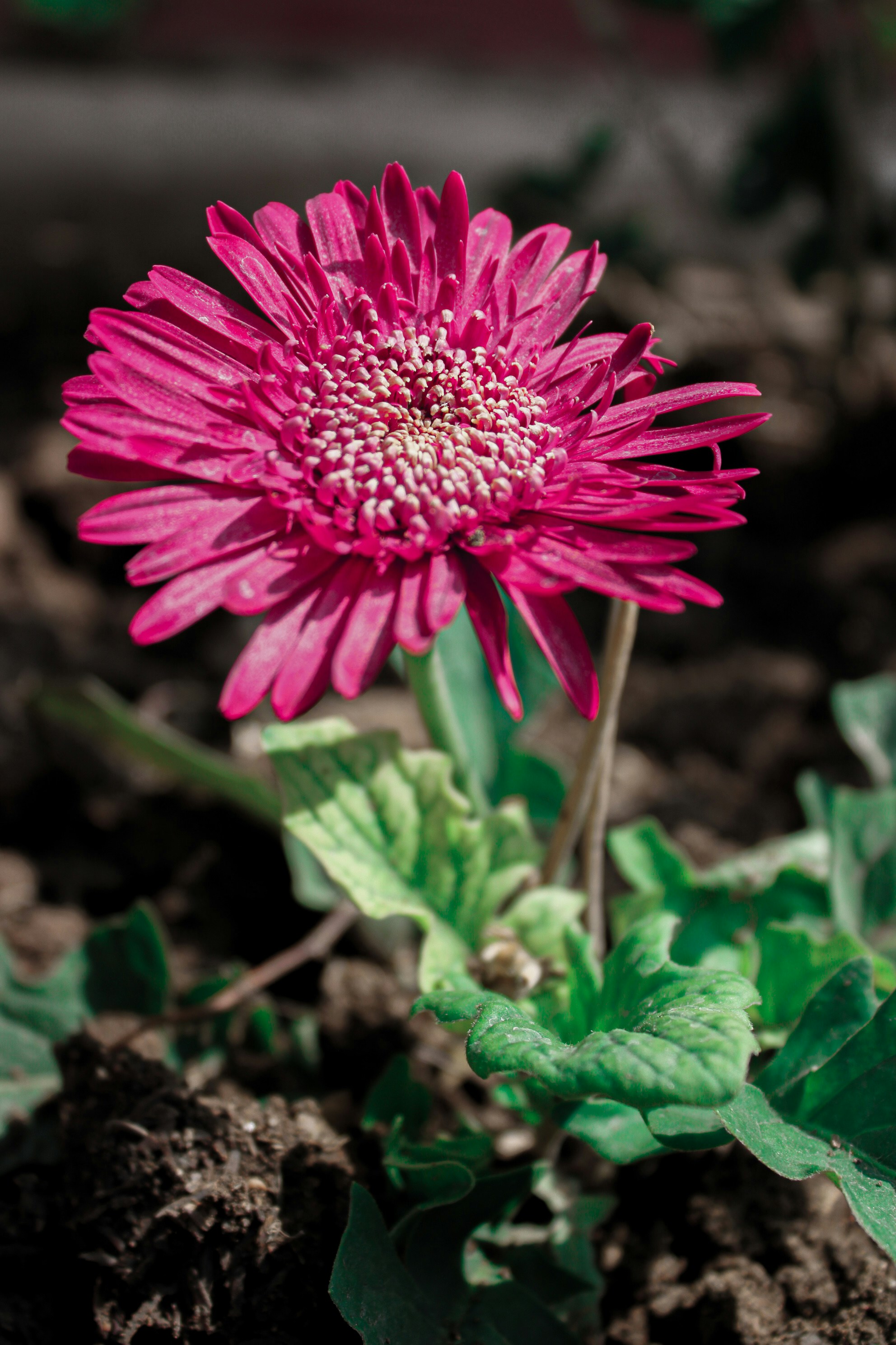 Une fleur rose pousse dans la terre photo – Photo Plante Gratuite sur ...