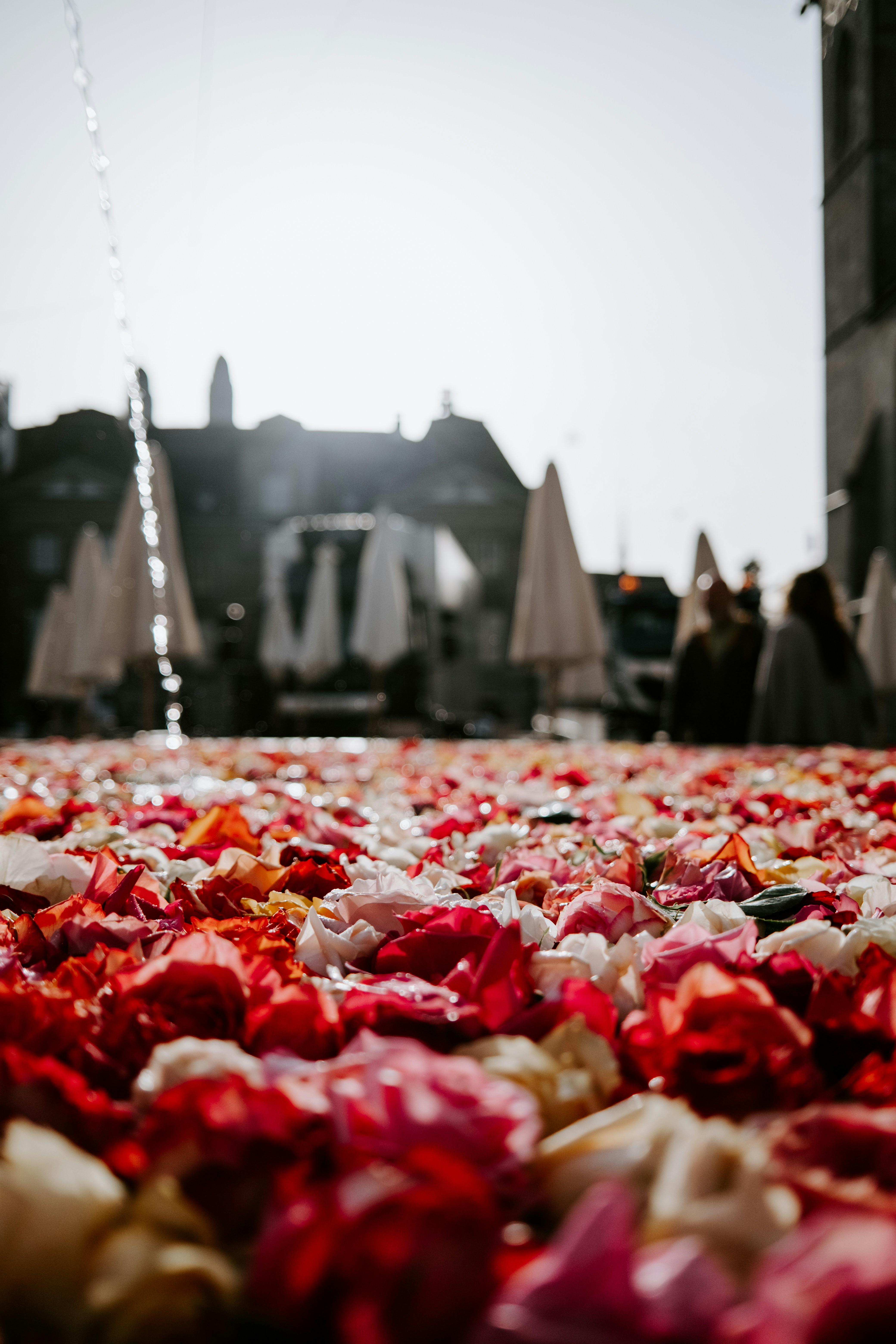 Rivers of petals in a sunlit plaza