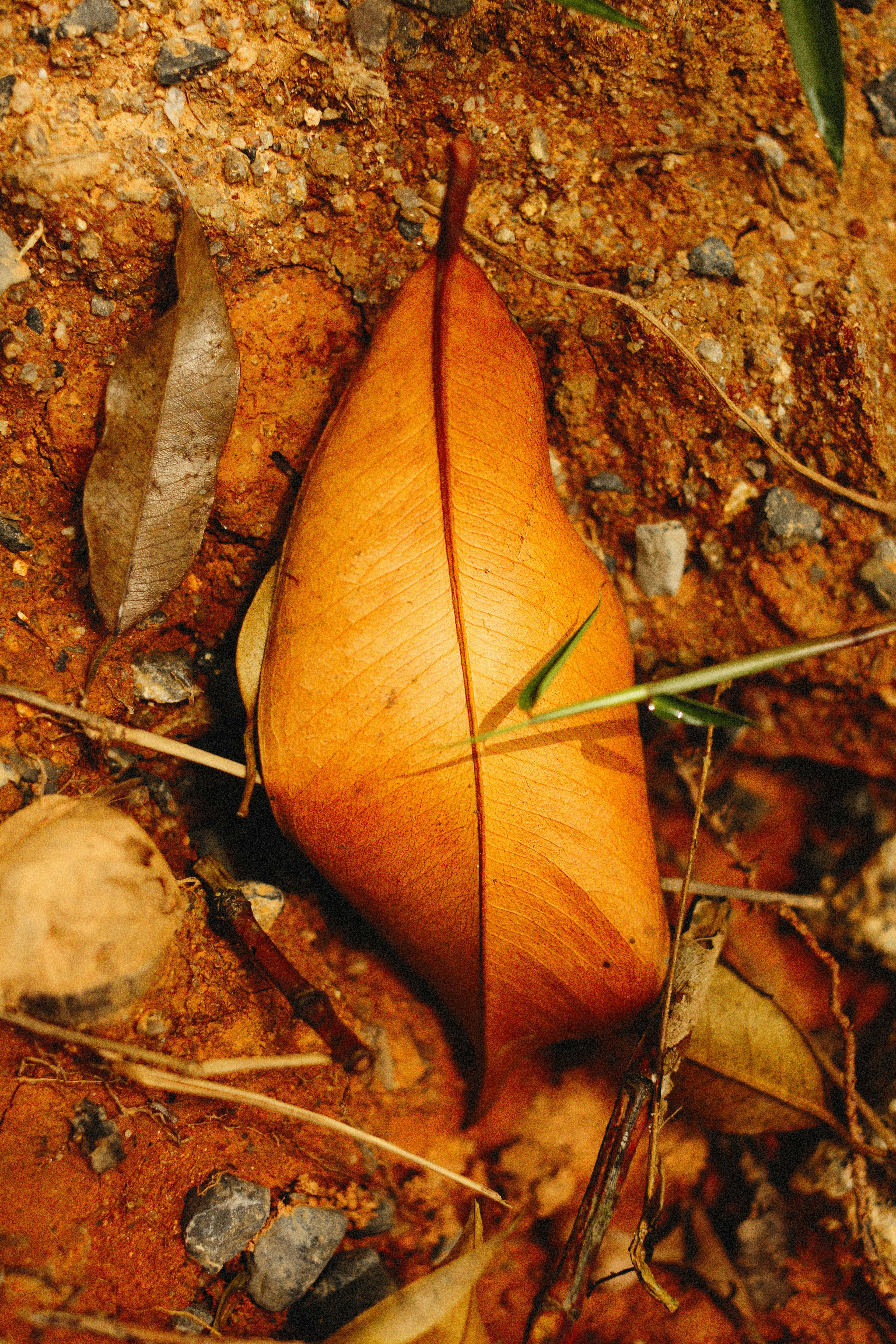 Amber Leaf on Rust-Colored Soil: A Quiet Close-Up of Autumn Ground