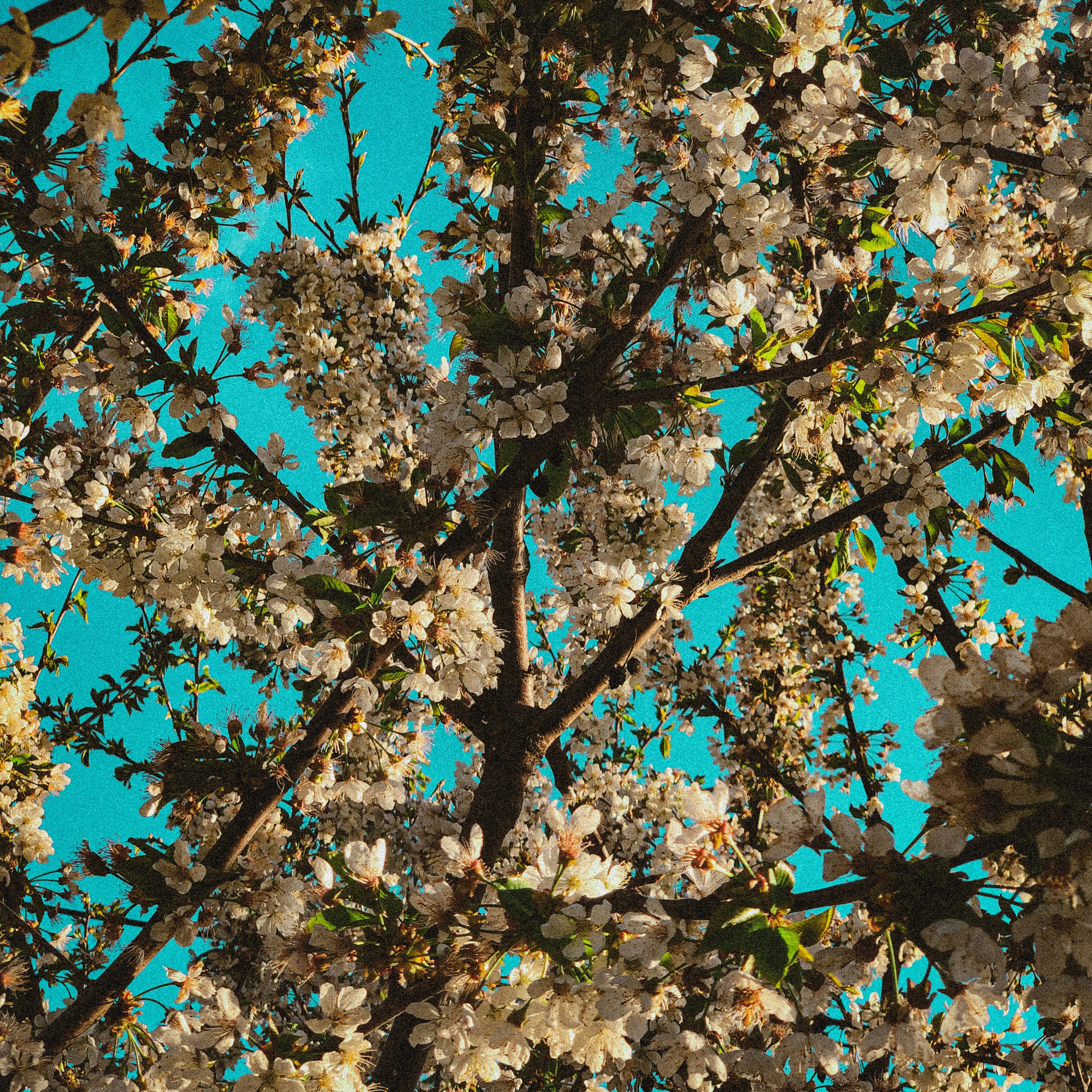 Blossom Crown Under a Bright Turquoise Sky
