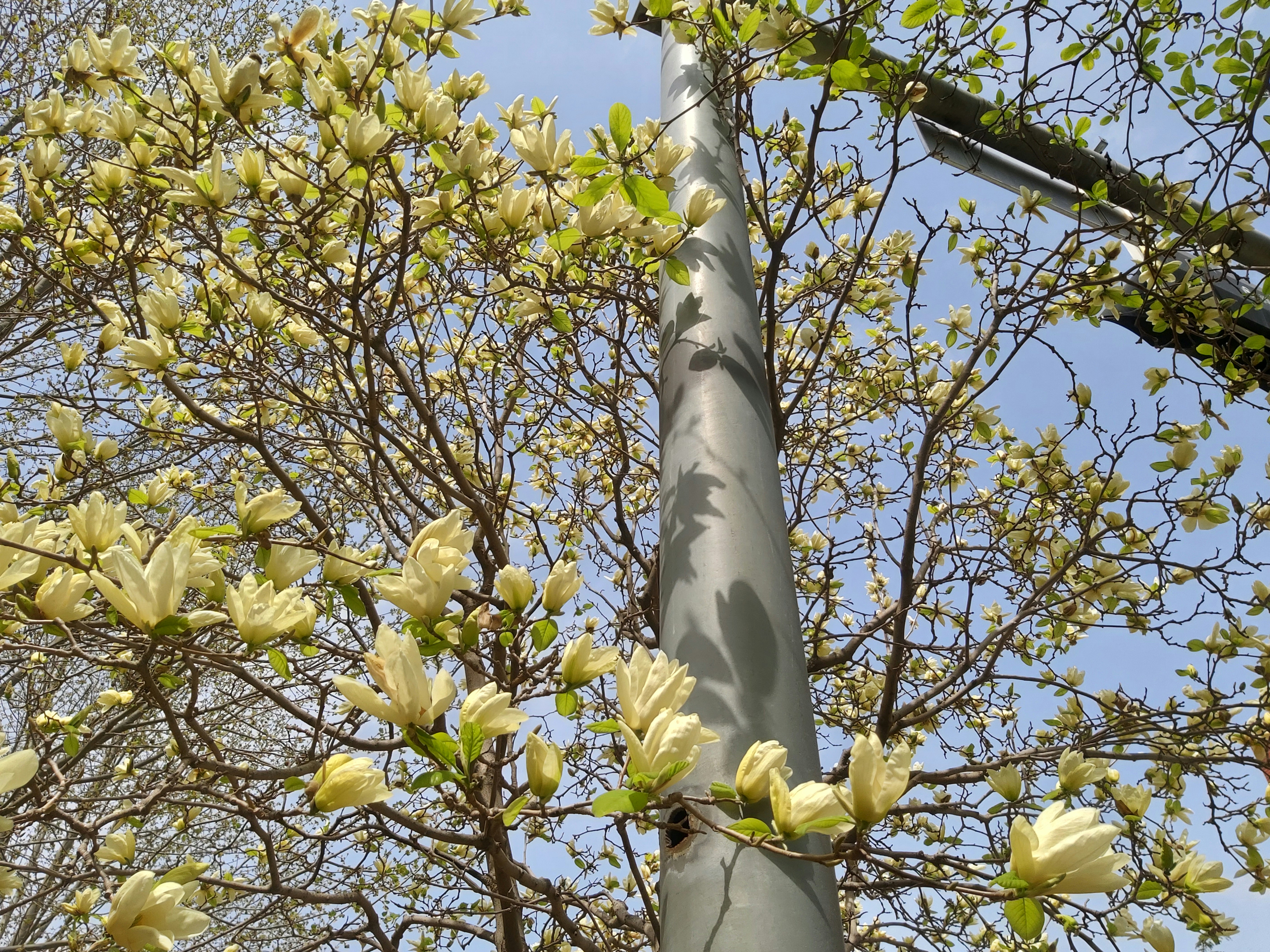 Sunlit Magnolia Branches Reach Toward a Clear Sky