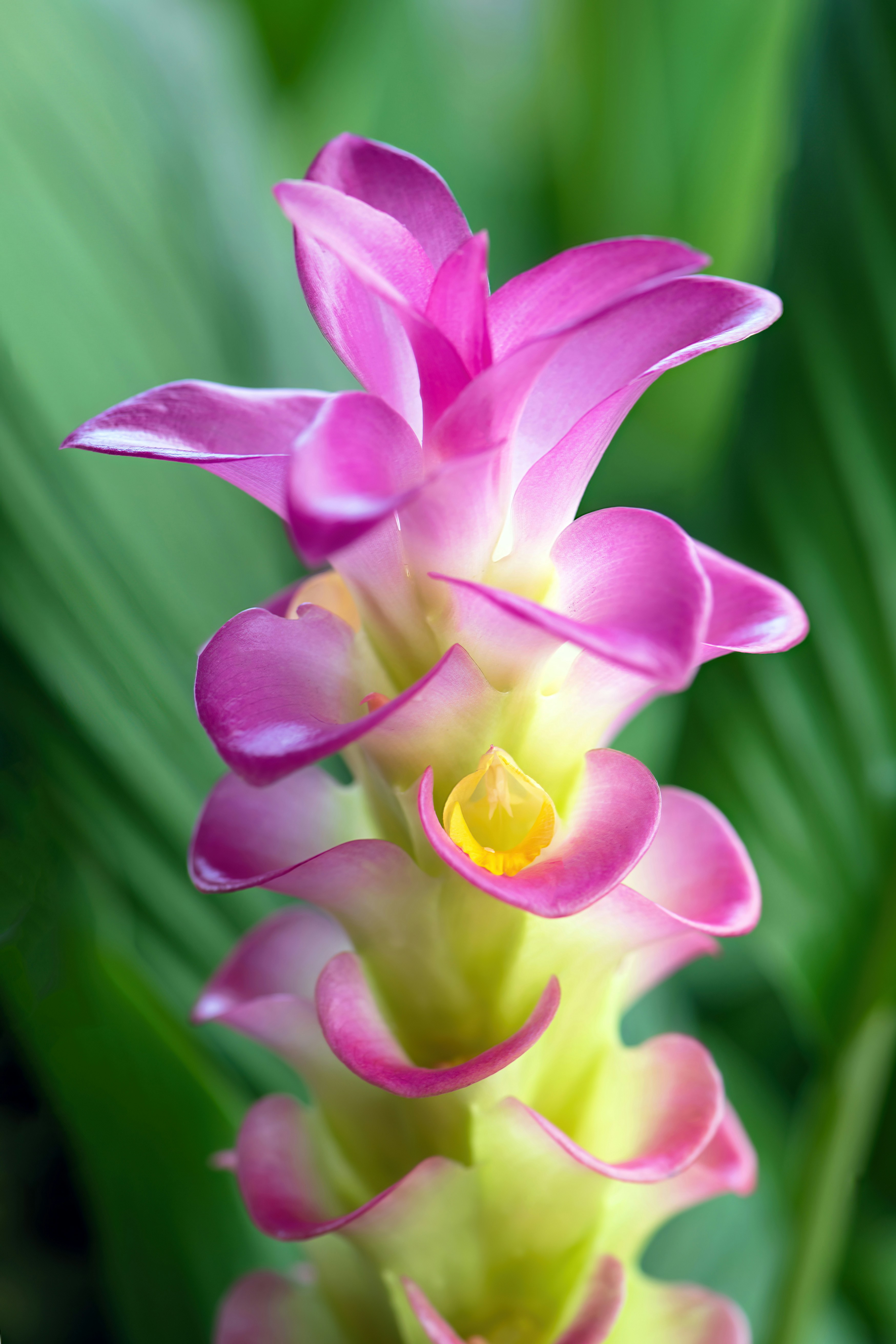 Close-up of a pink ginger flower, showcasing its intricate petals and vibrant colors against a lush green backdrop.