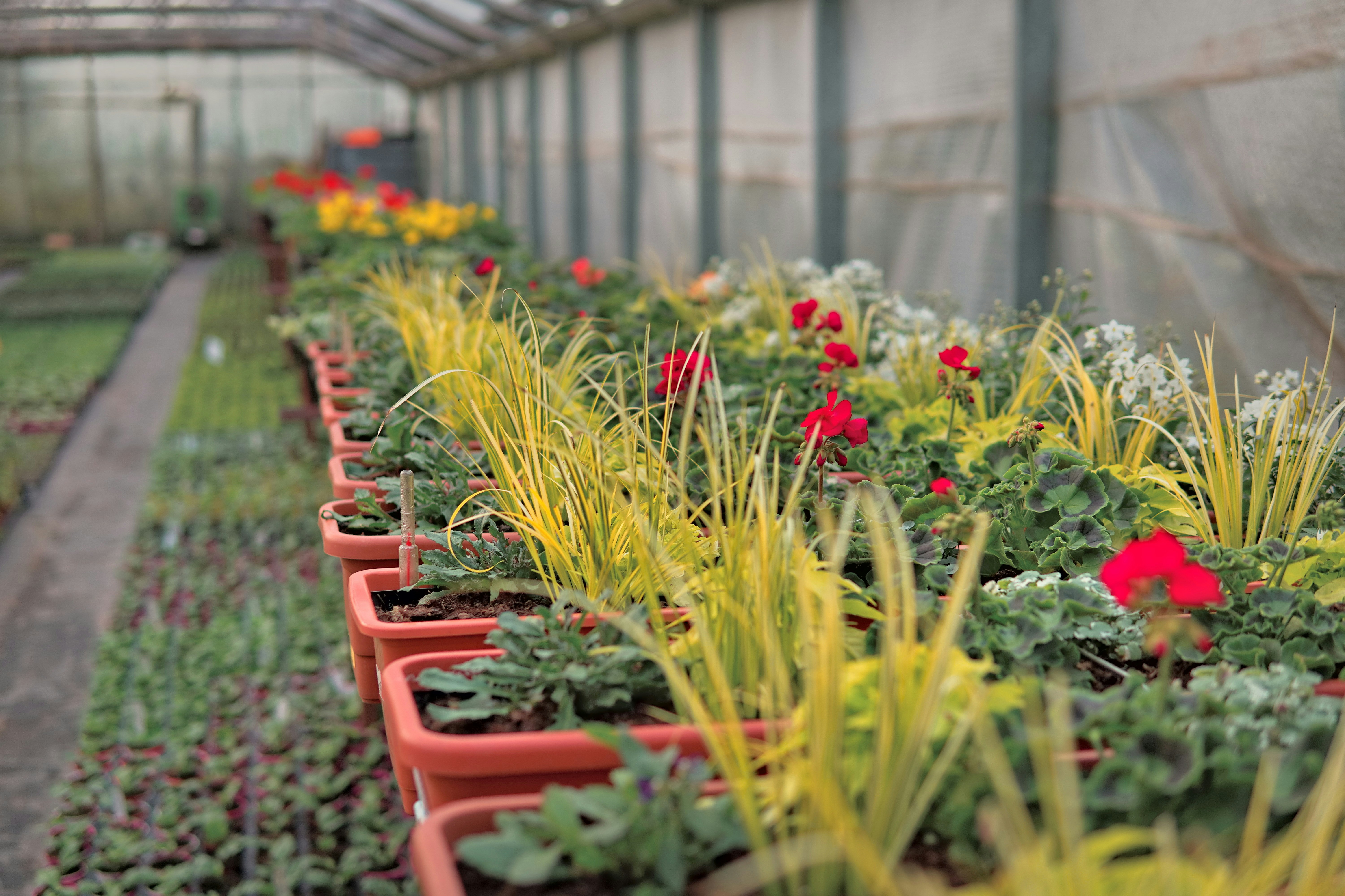 Rows of vibrant planters in a greenhouse recede into the distance