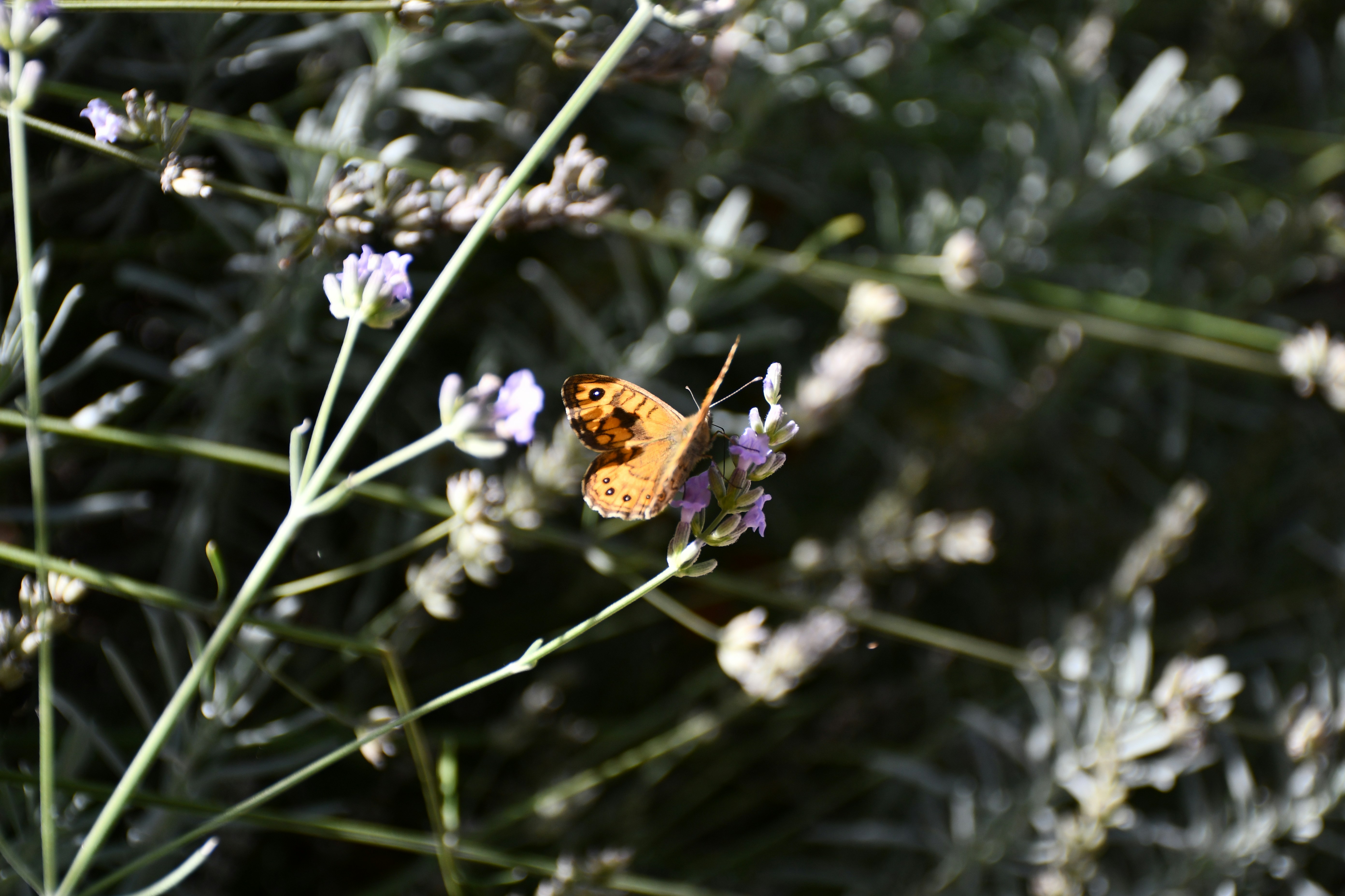 a butterfly sitting on top of a purple flower