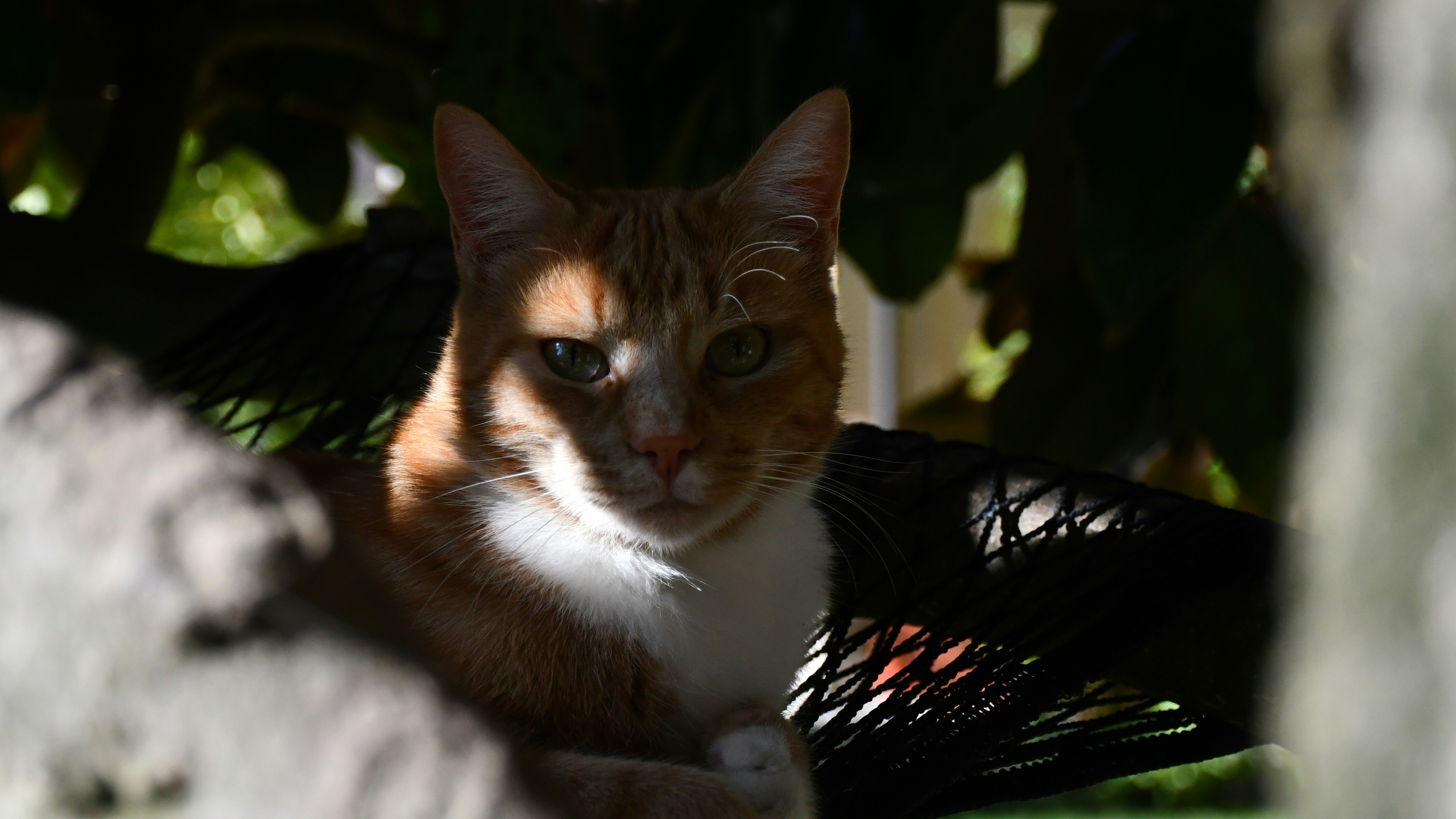 Whiskered Calm in a Hammock of Sun-Dappled Shadows