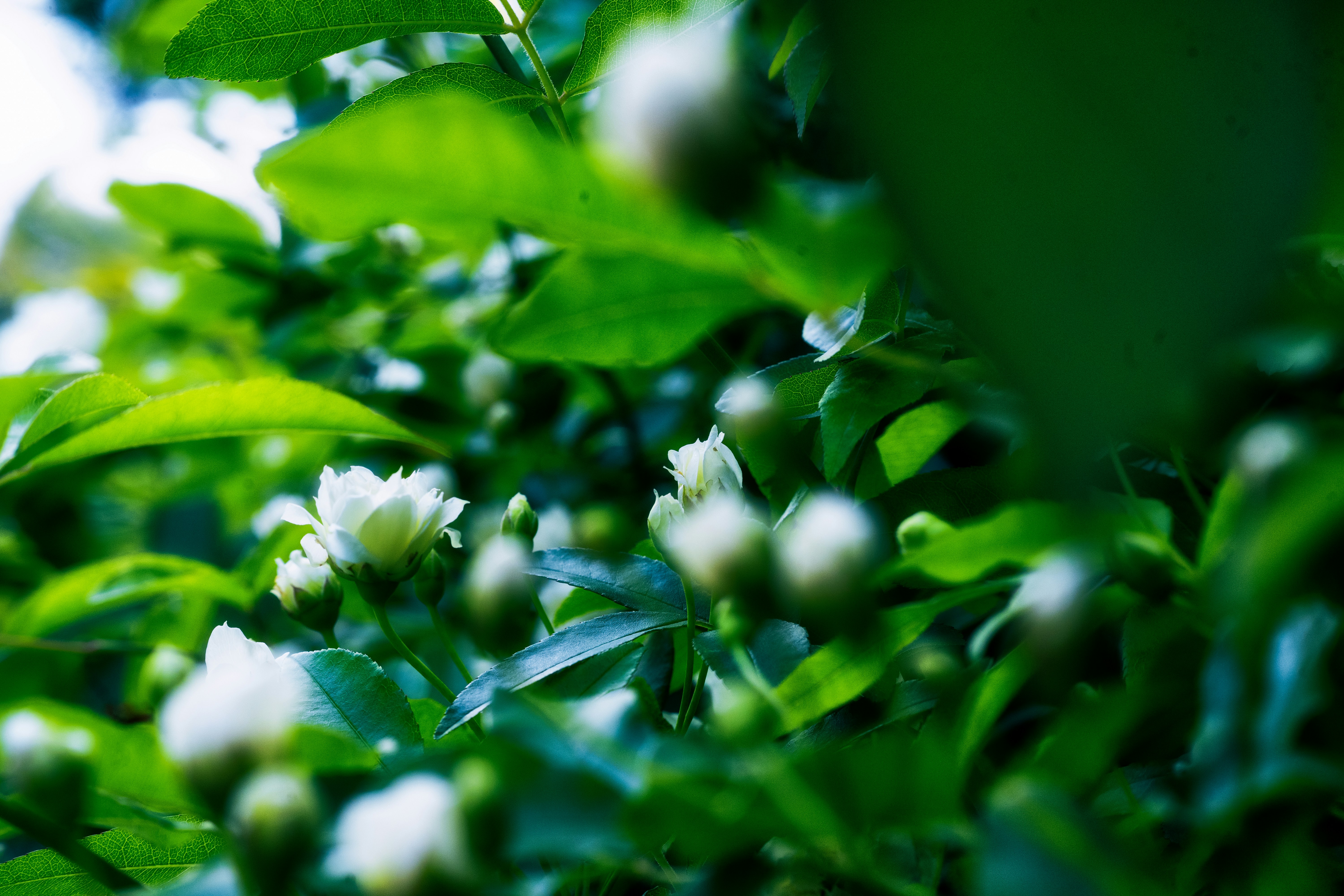 Soft Bloom: White Flowers Framed by Emerald Foliage