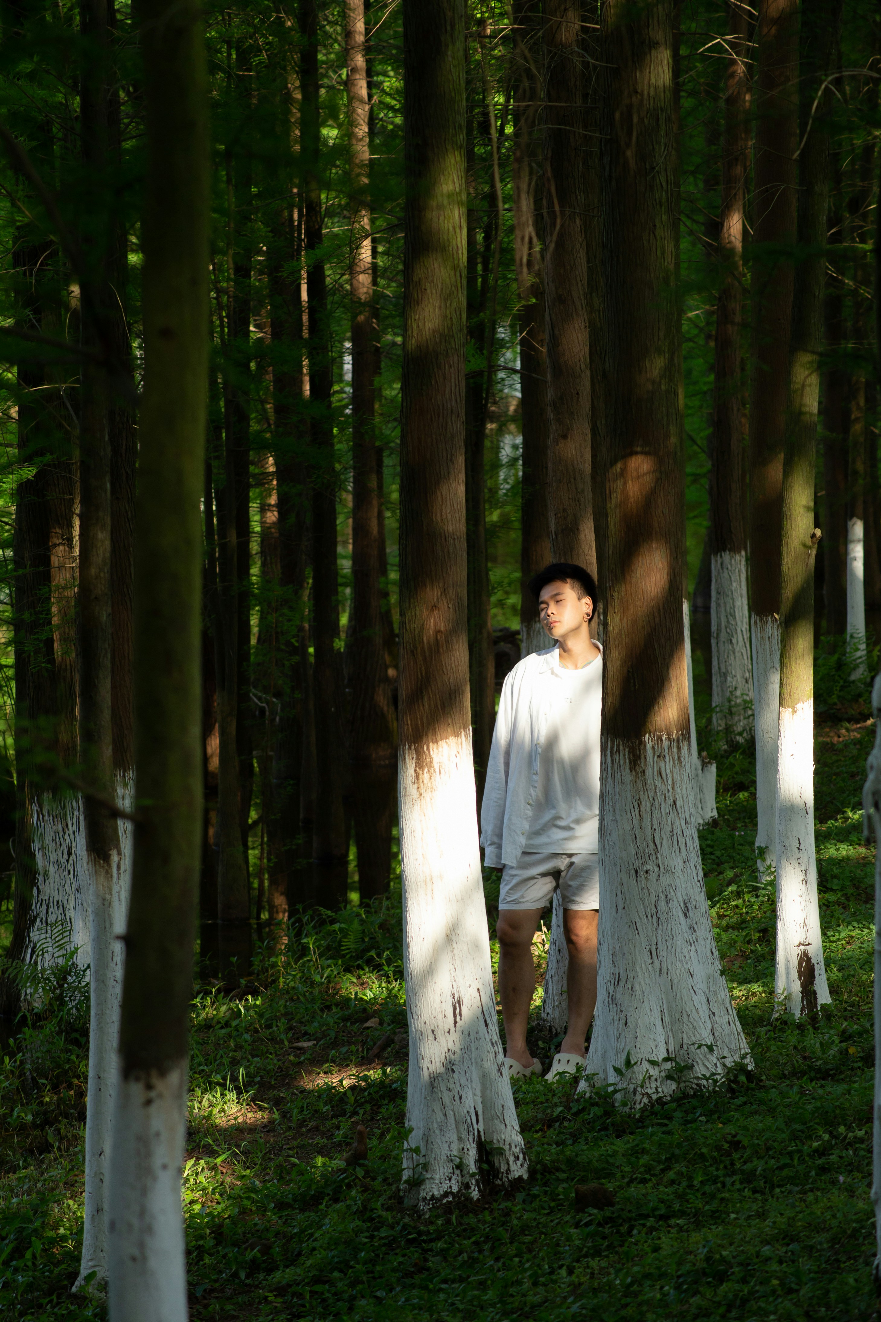 A man standing between two trees in a forest photo – Free Shorts Image ...