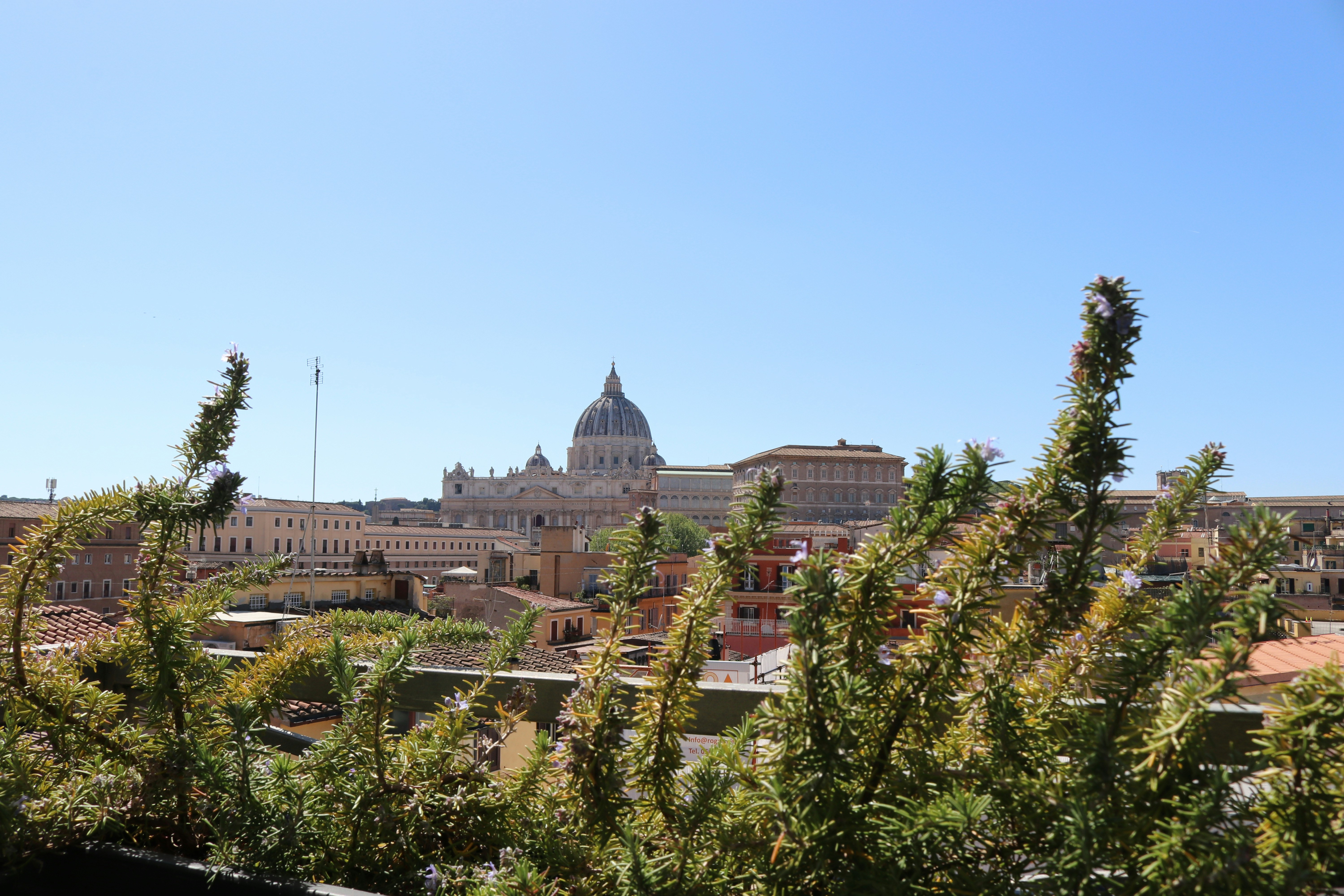 Vibrant greenery frames a panoramic view of historic architecture, showcasing the iconic dome of St. Peter's Basilica under a clear blue sky.