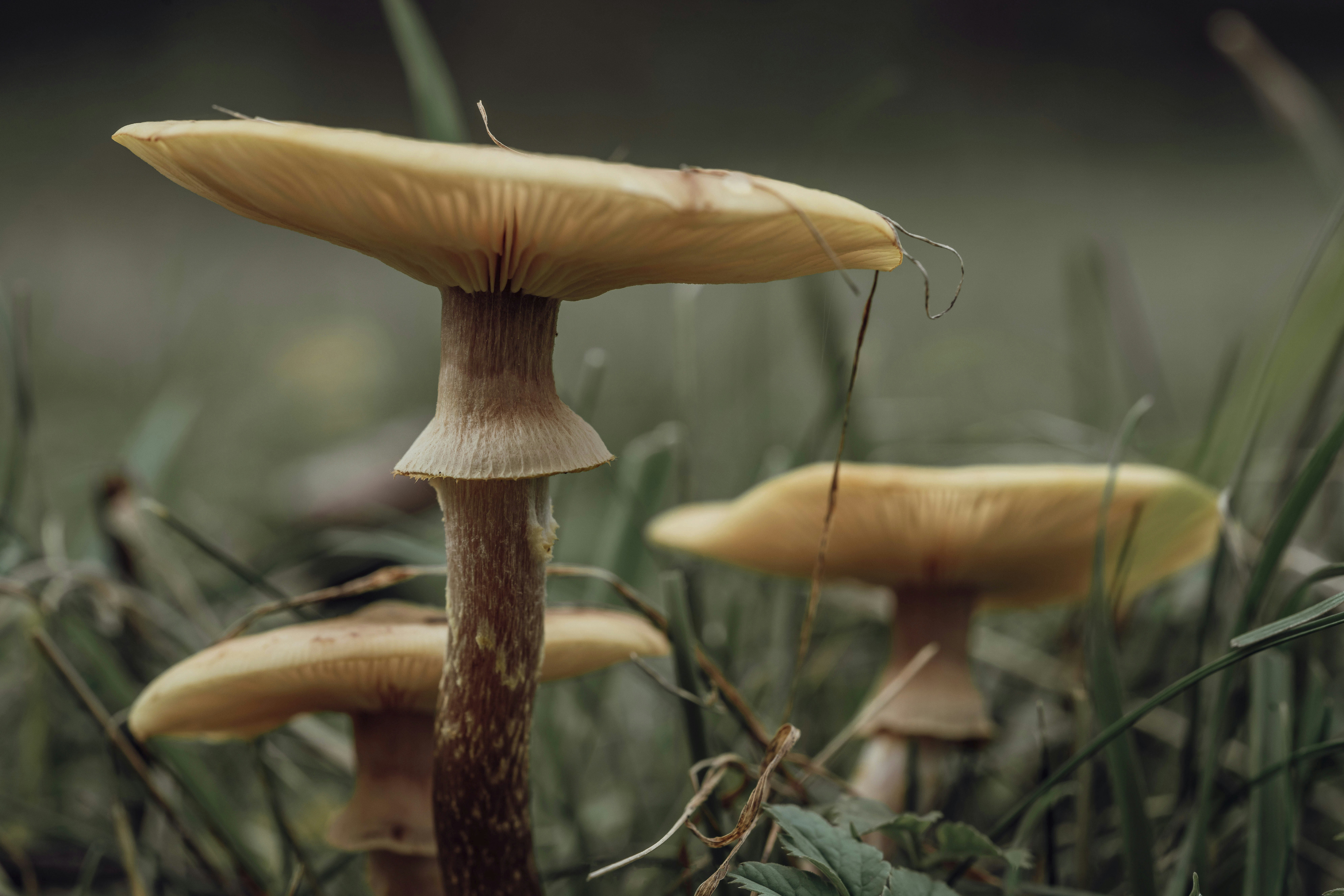 Amber-Capped Fungi Threaded Through Dewy Grass