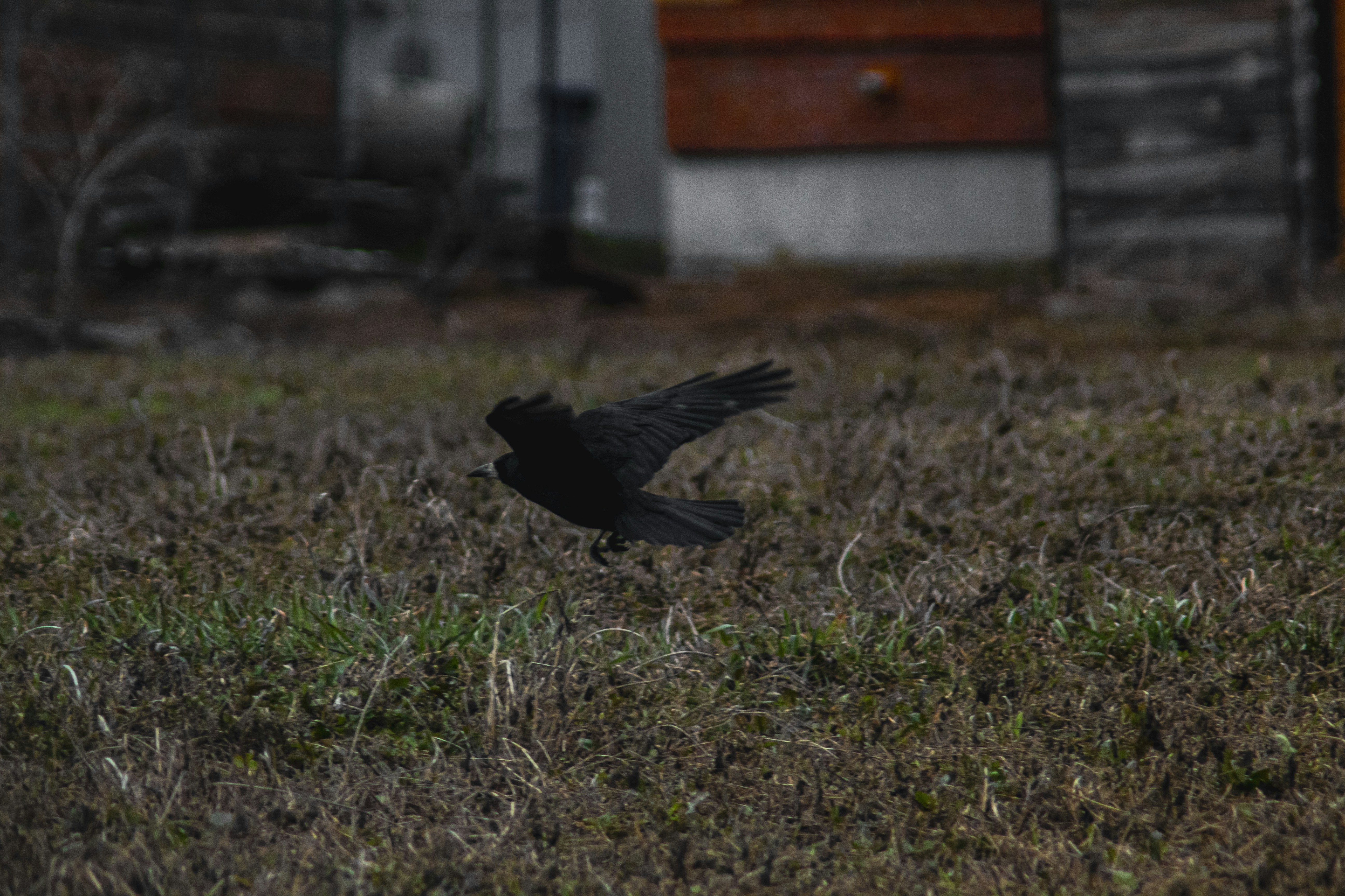 A small black bird flying over a grass covered field photo – Free ...