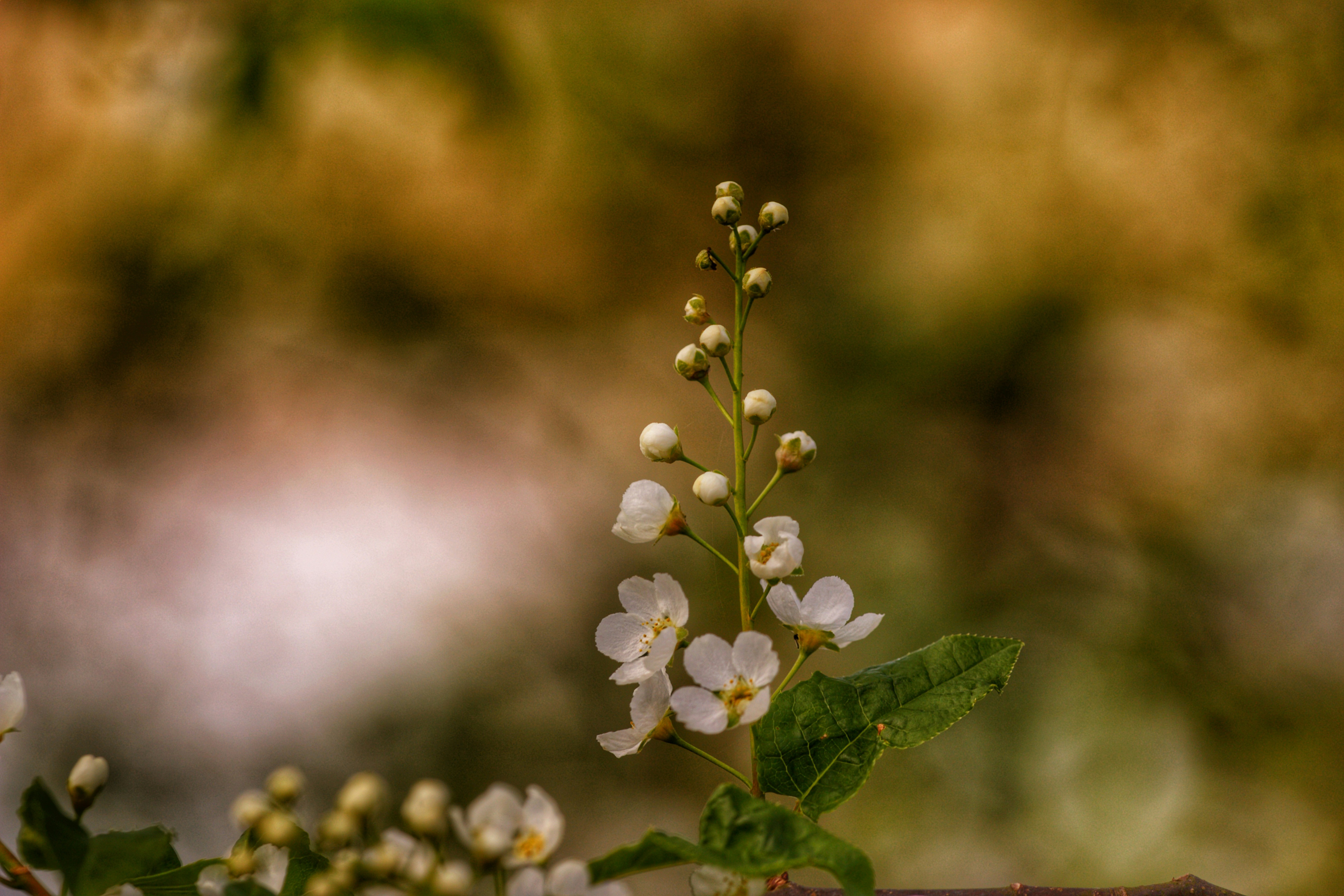White flowers with budding petals stand gracefully against a softly blurred background of greens and browns.