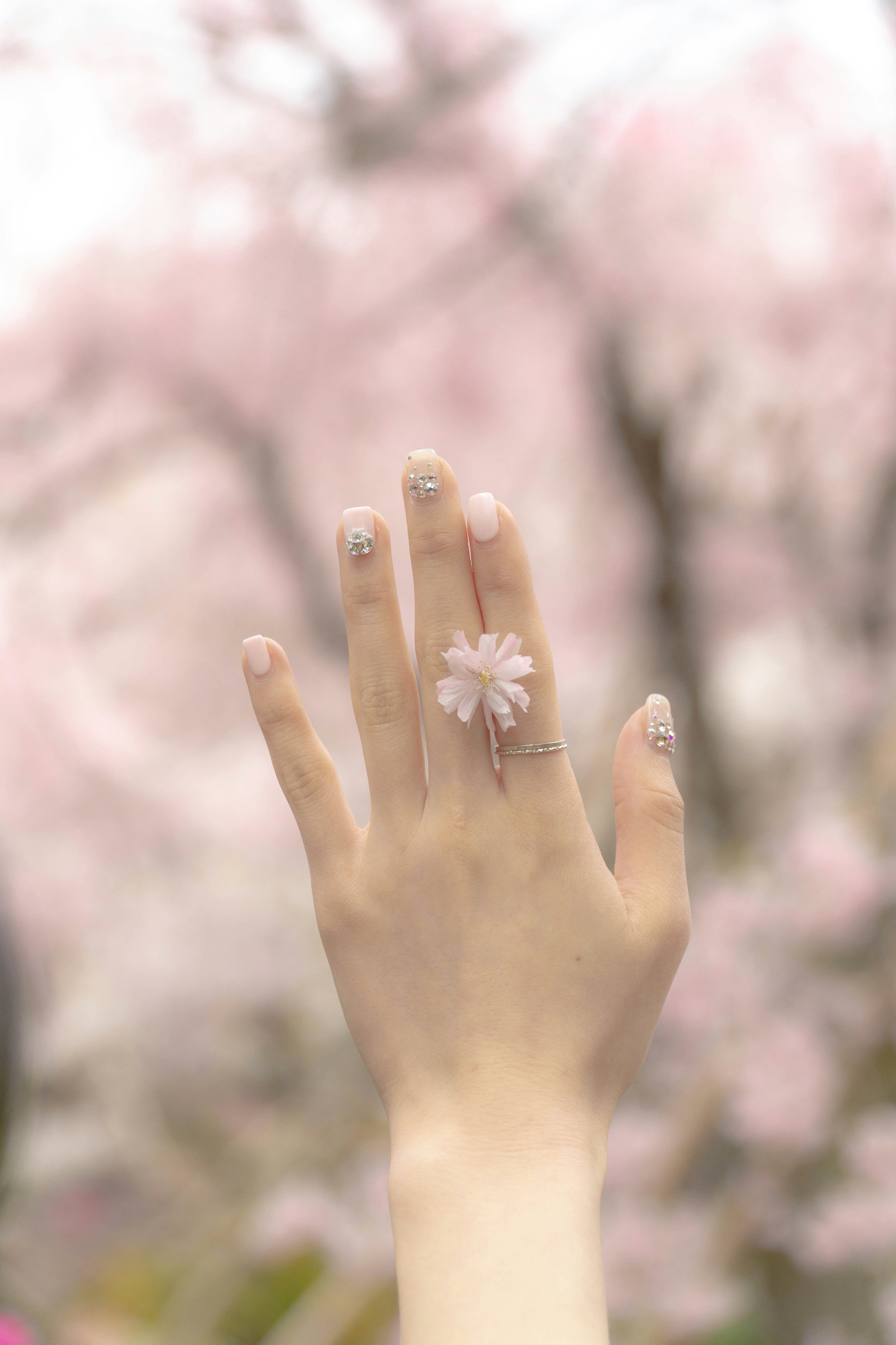 Delicate hand adorned with a pink flower, set against a soft backdrop of blooming cherry blossoms.