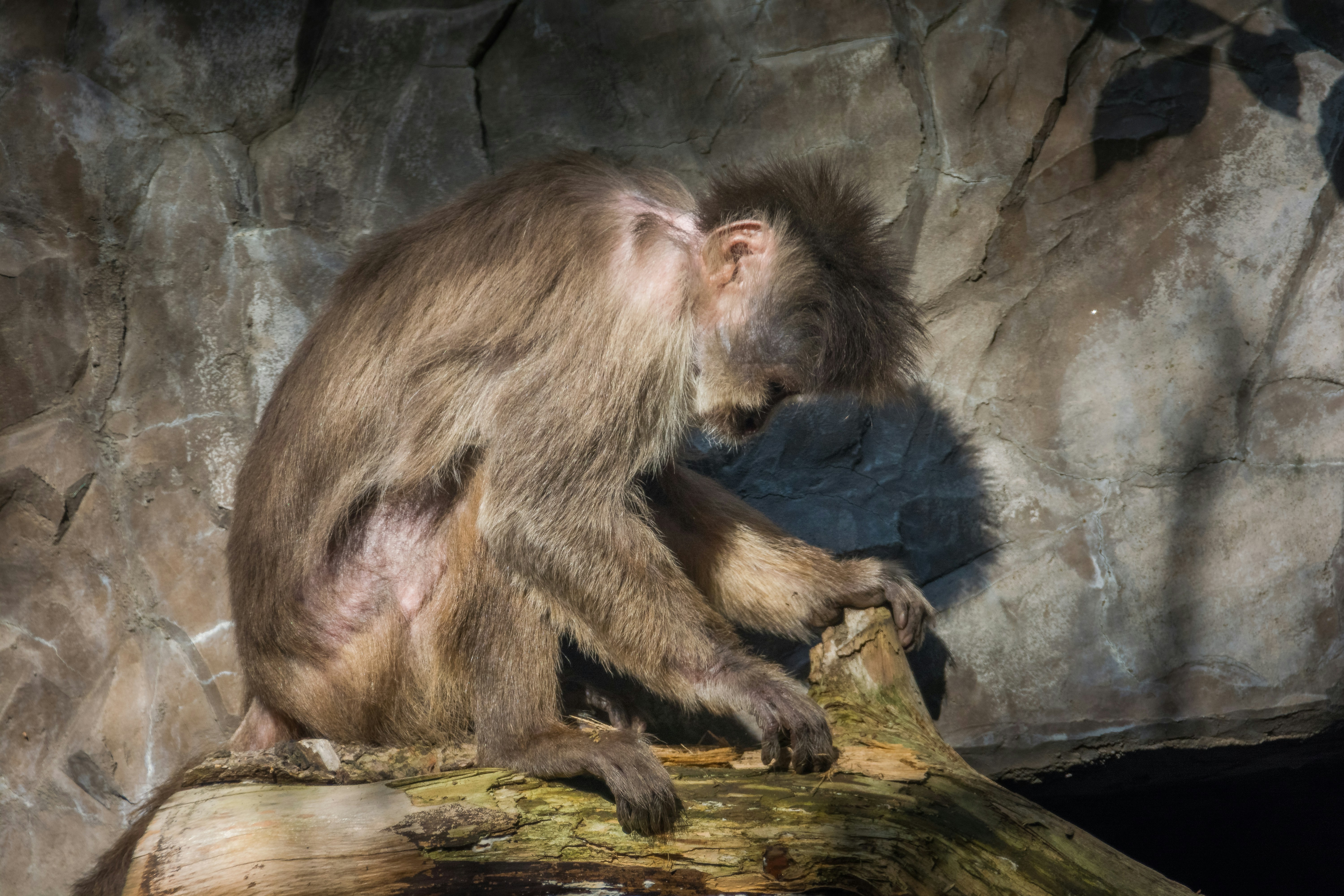 Young Baboon Nuzzles a Companion in a Dim Cave