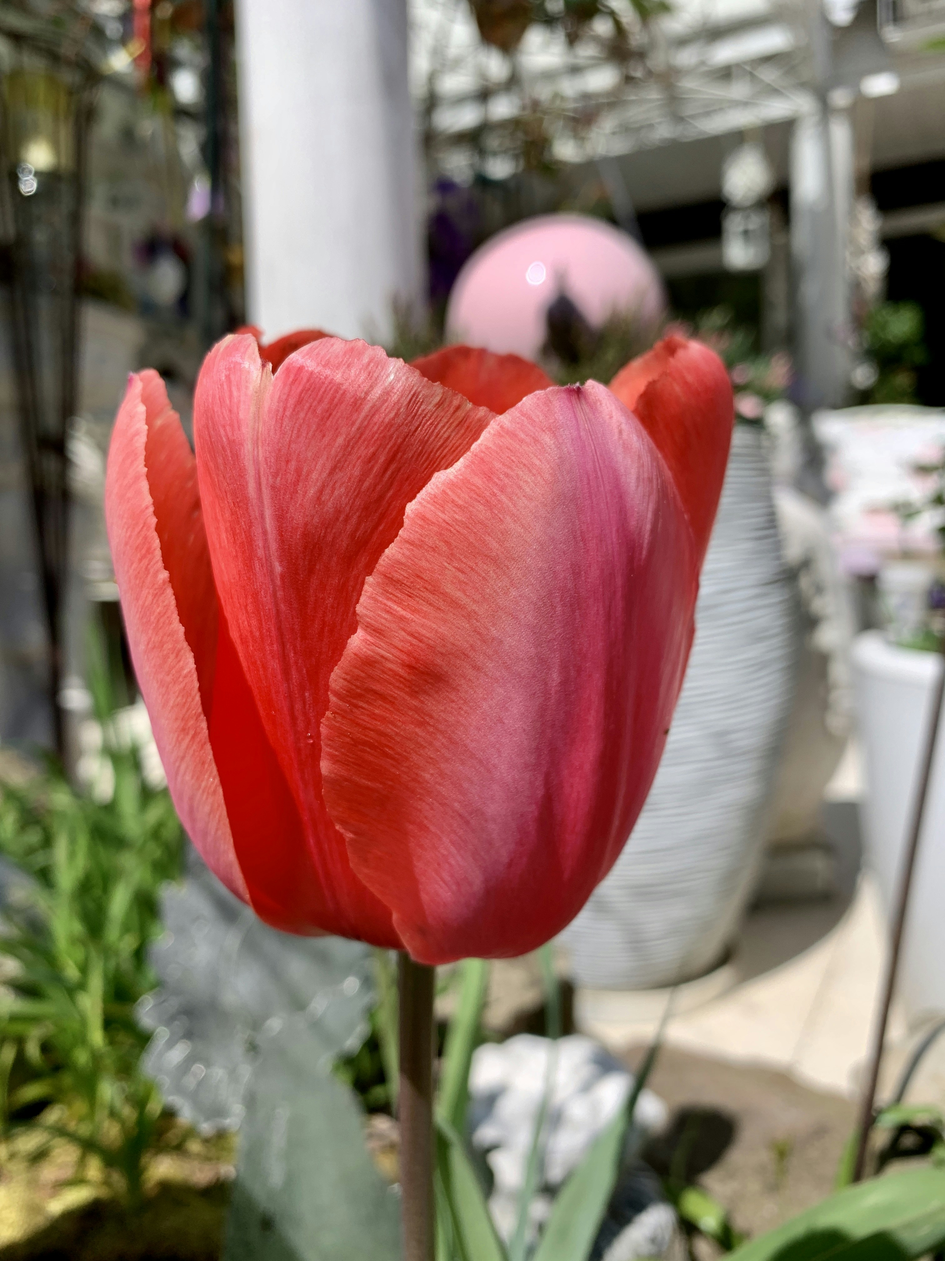 Vibrant pink tulip petals showcasing delicate textures and hues against a blurred garden backdrop. A symbol of spring's renewal.