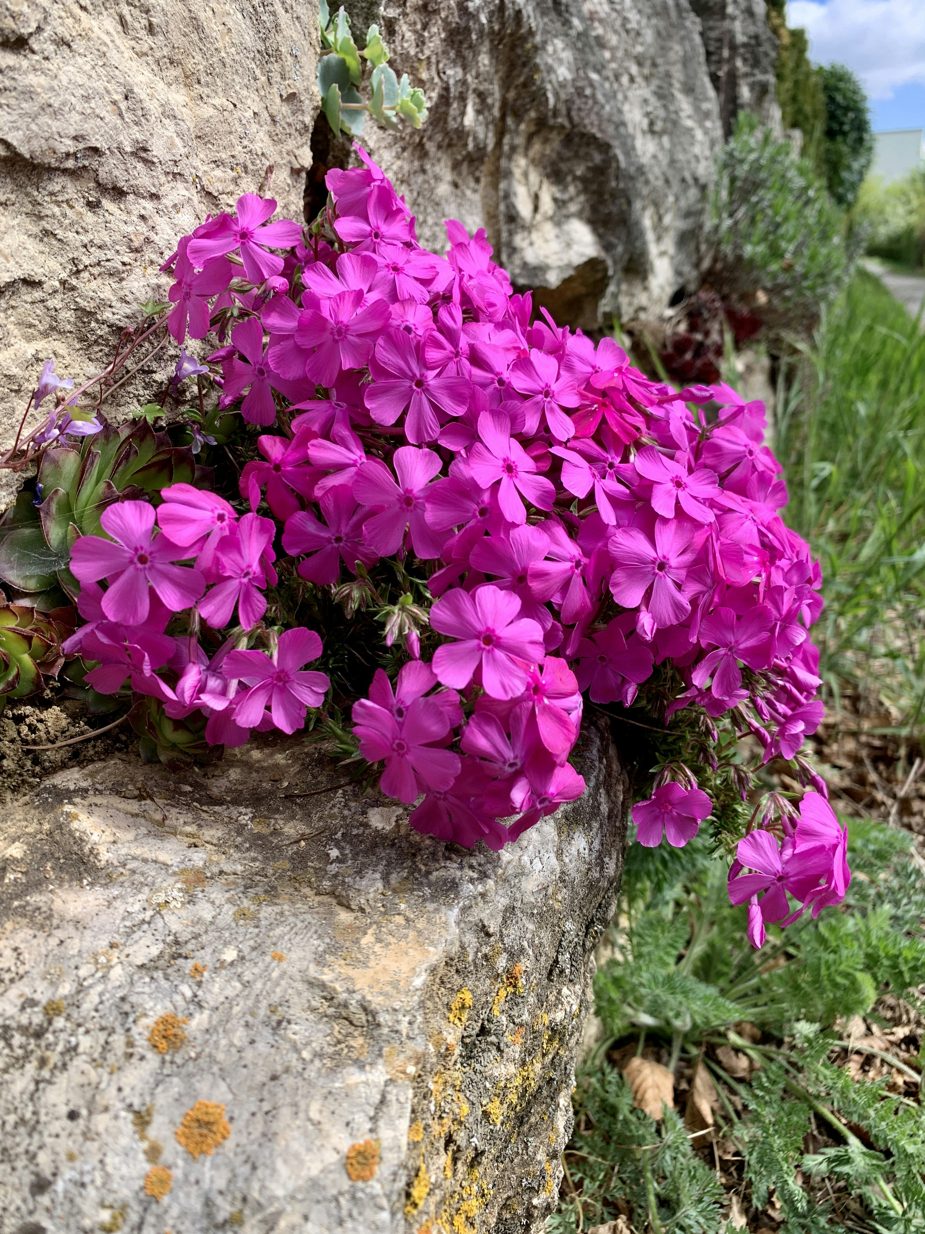 a bunch of purple flowers growing out of a rock